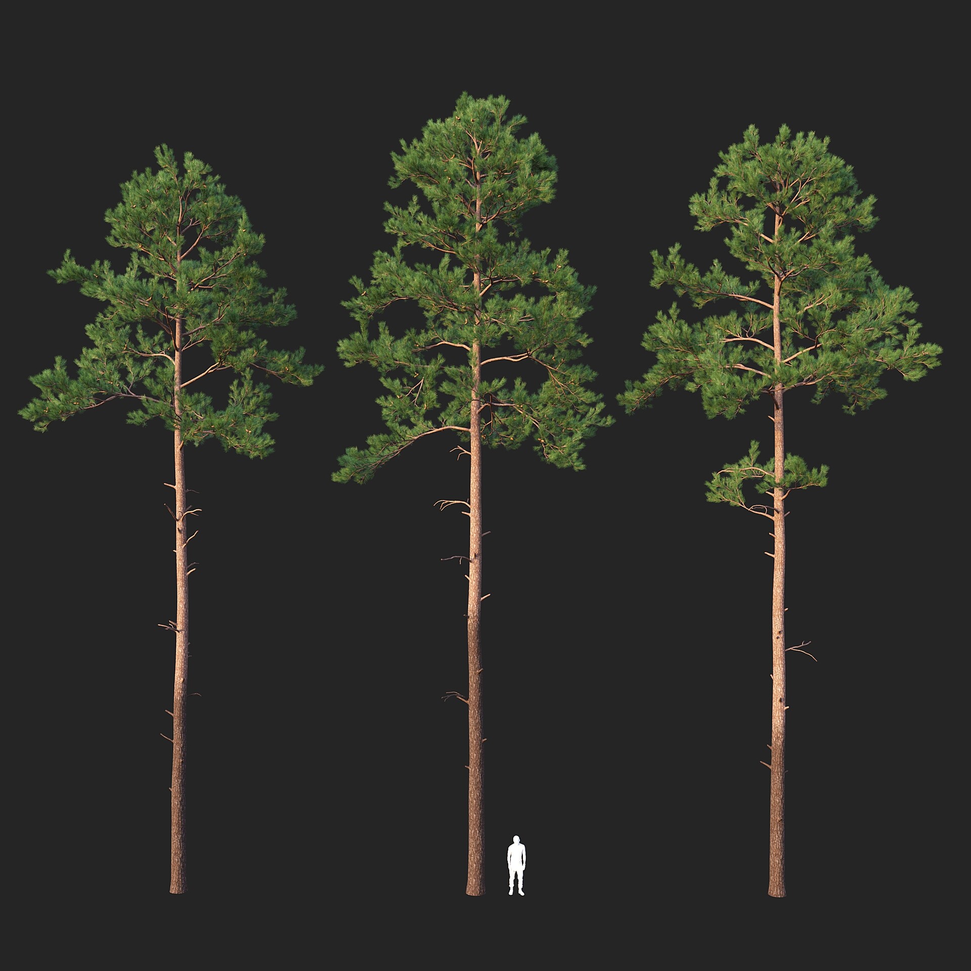 ArtStation - Pine