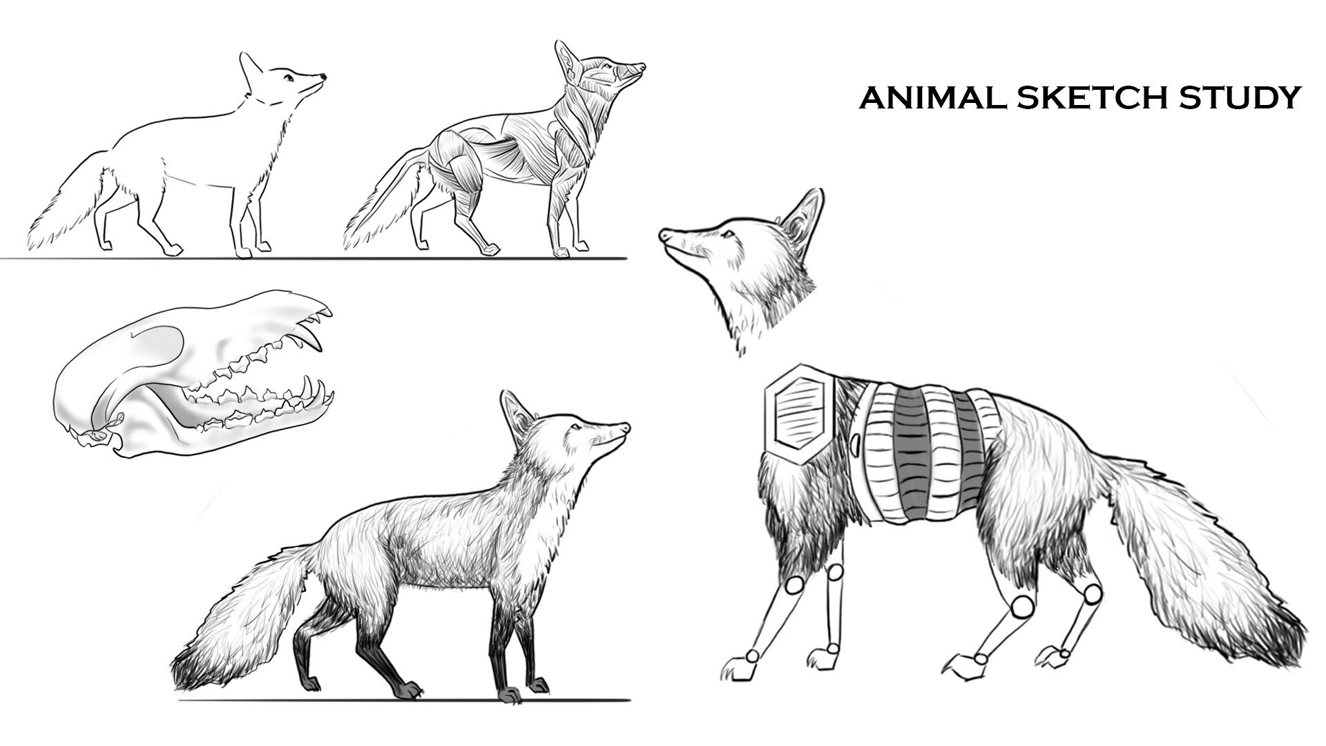 ArtStation - ANIMAL SKETCH STUDY