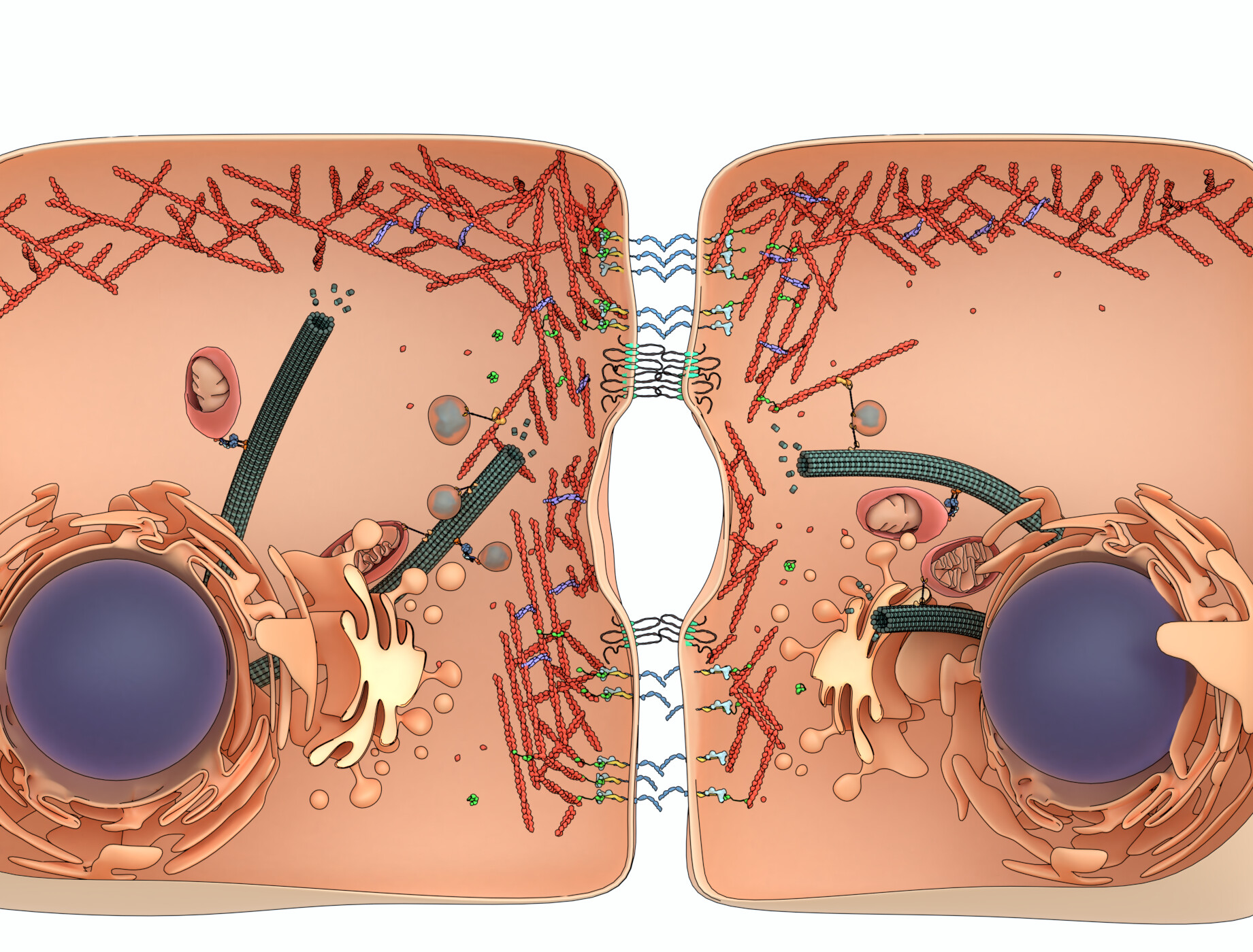 Diego Biosteam - Cellular Junctions
