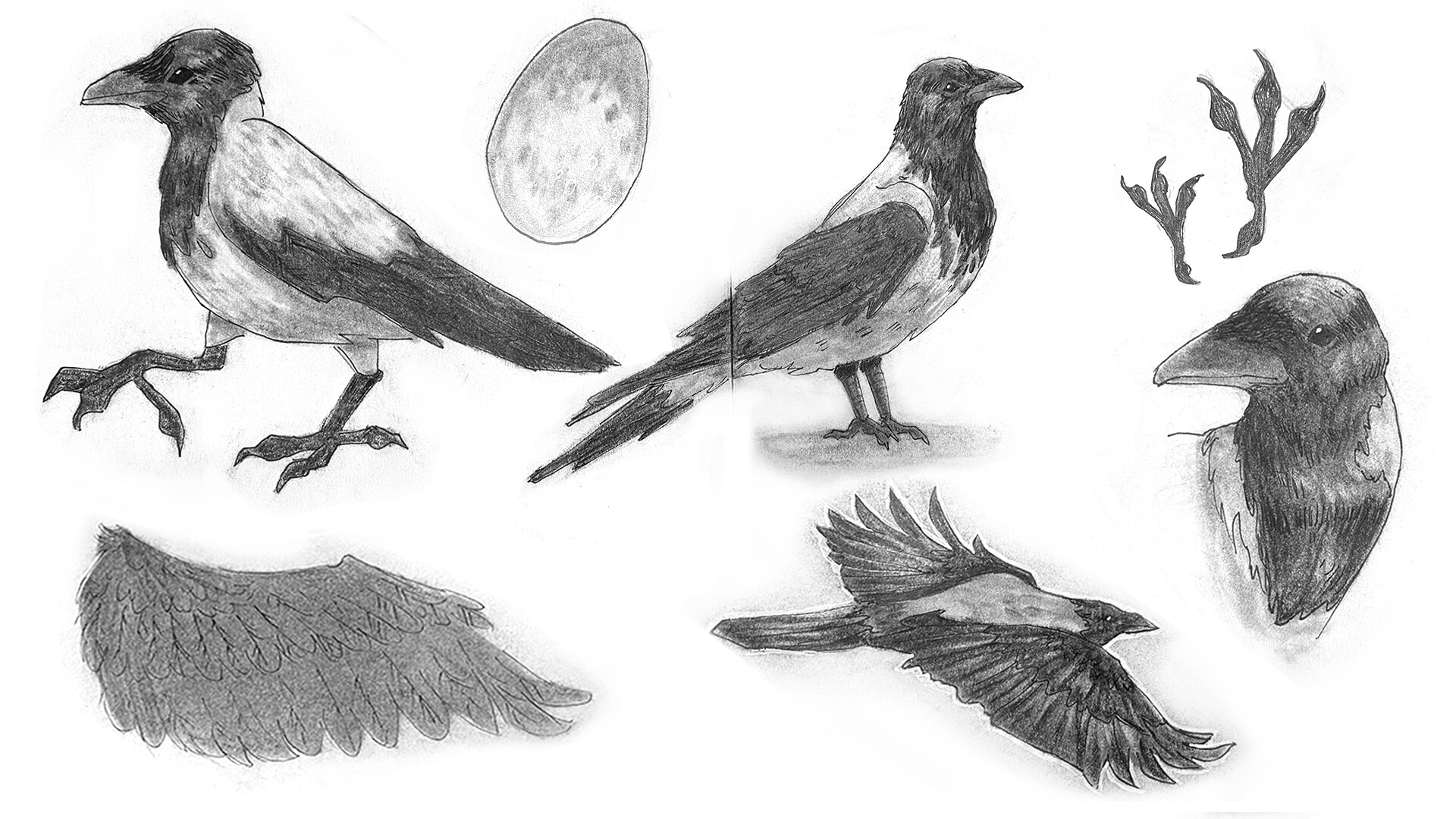 ArtStation - bits of nature - hooded crows - b'n
