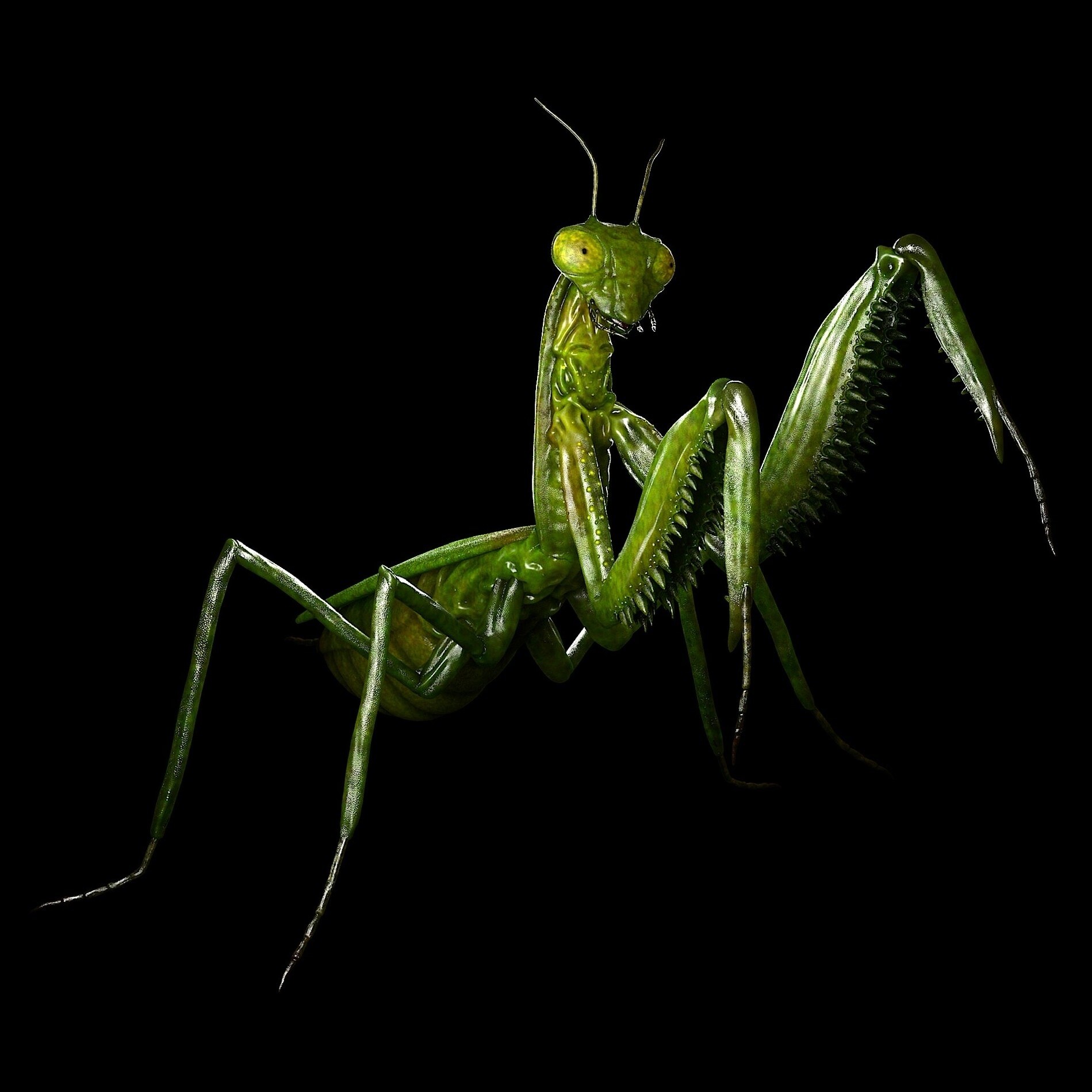 praying mantis information for project