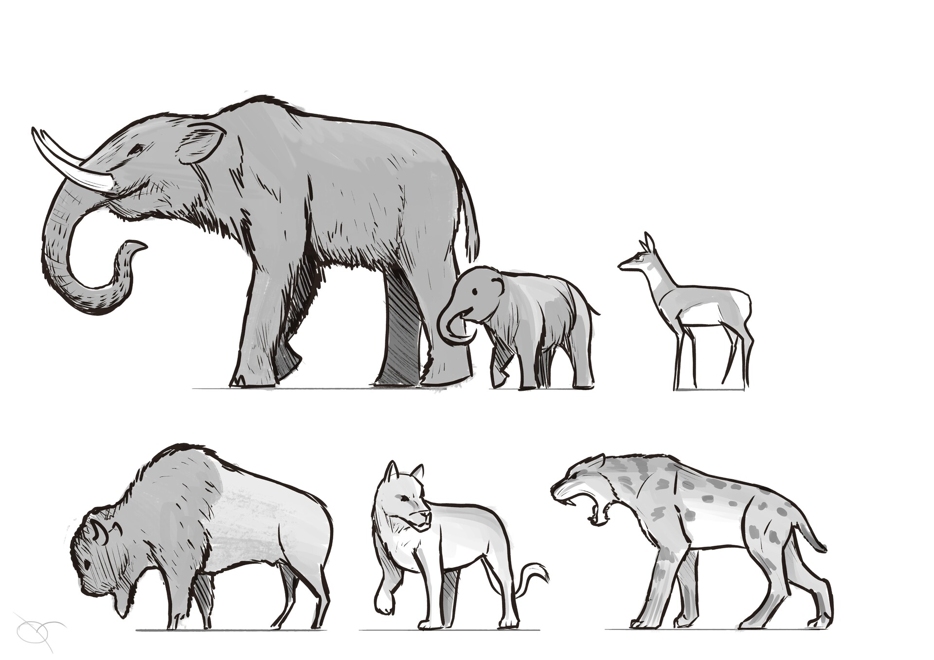 mammals examples drawing