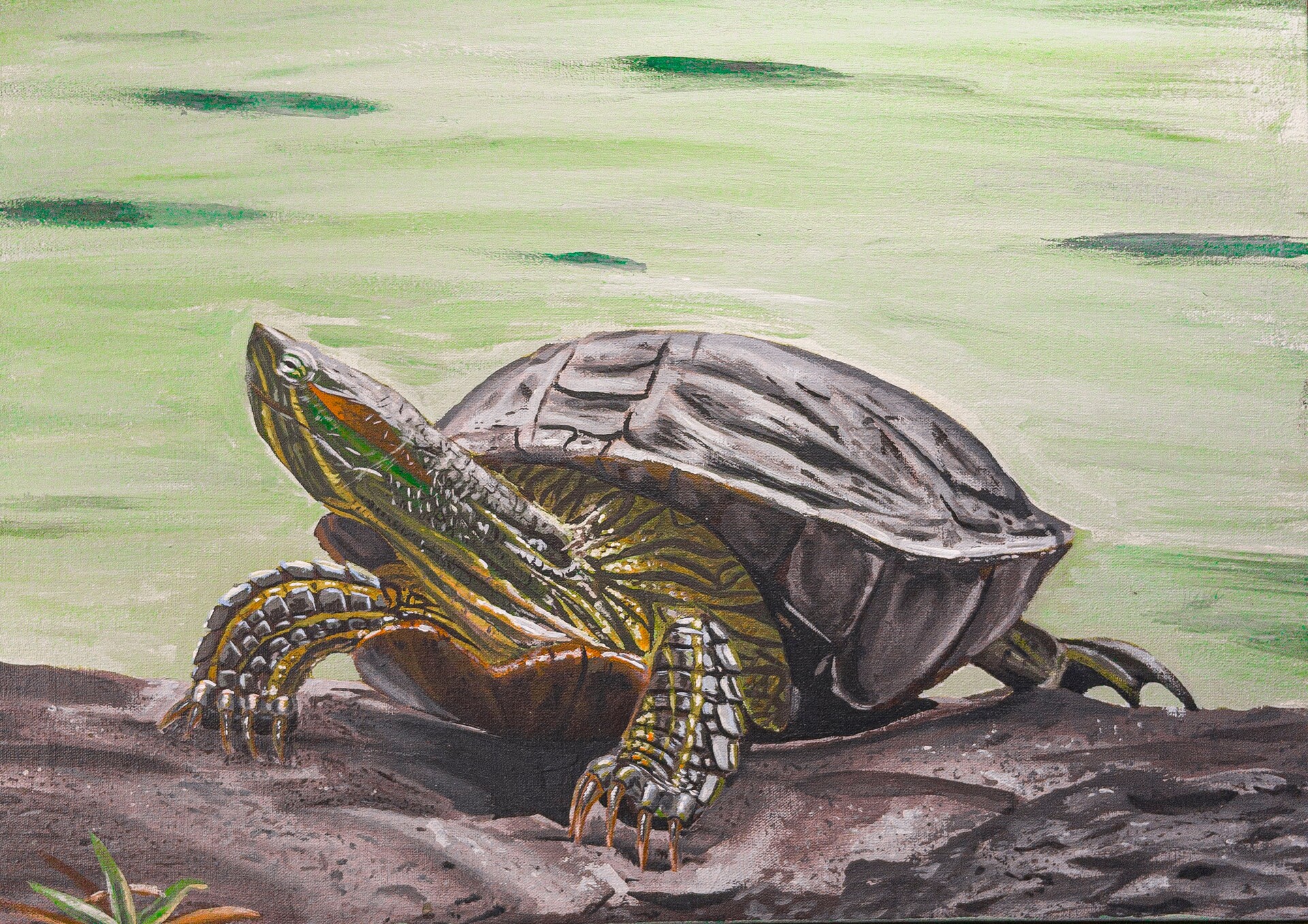 ArtStation - Mr. William the turtle