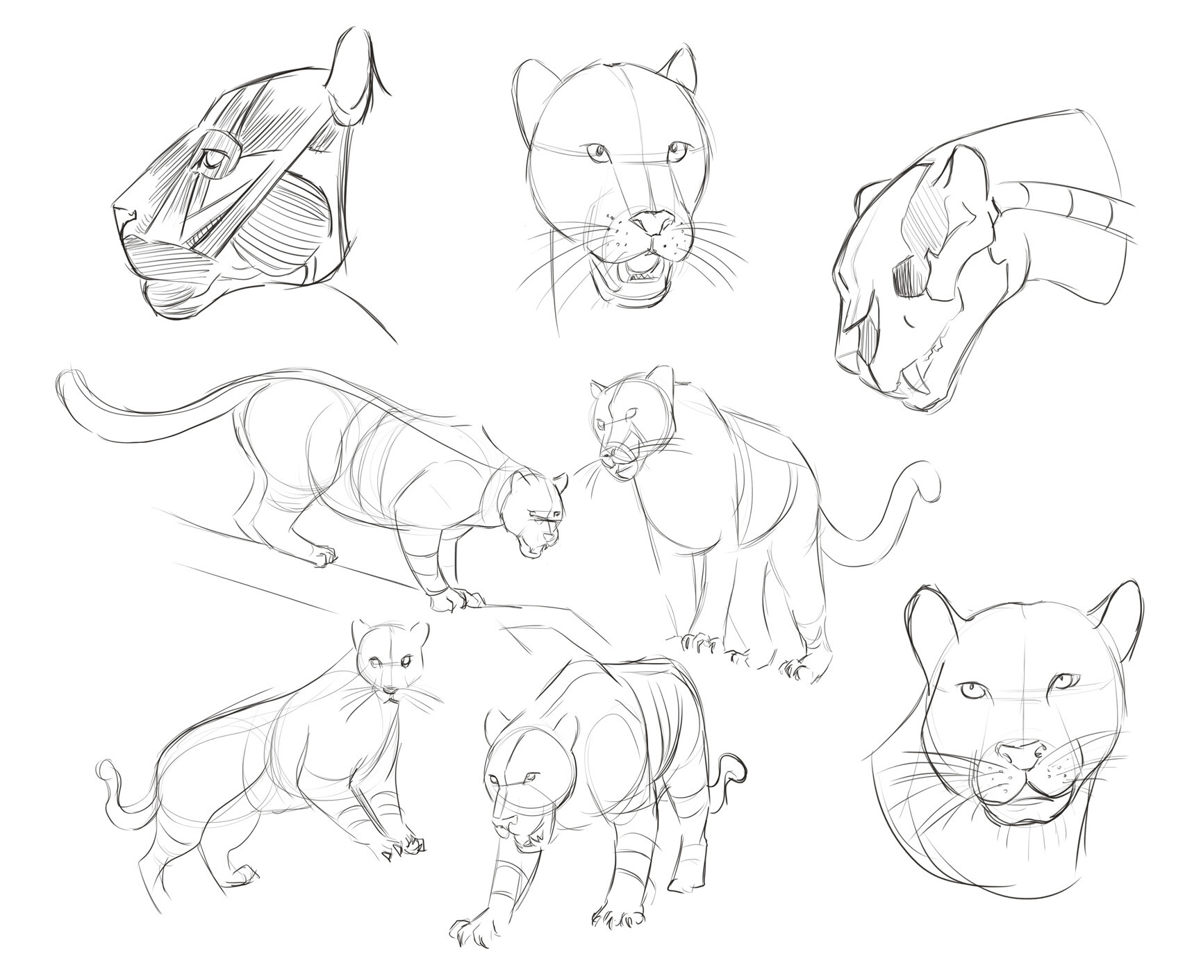 ArtStation - Animal Studies