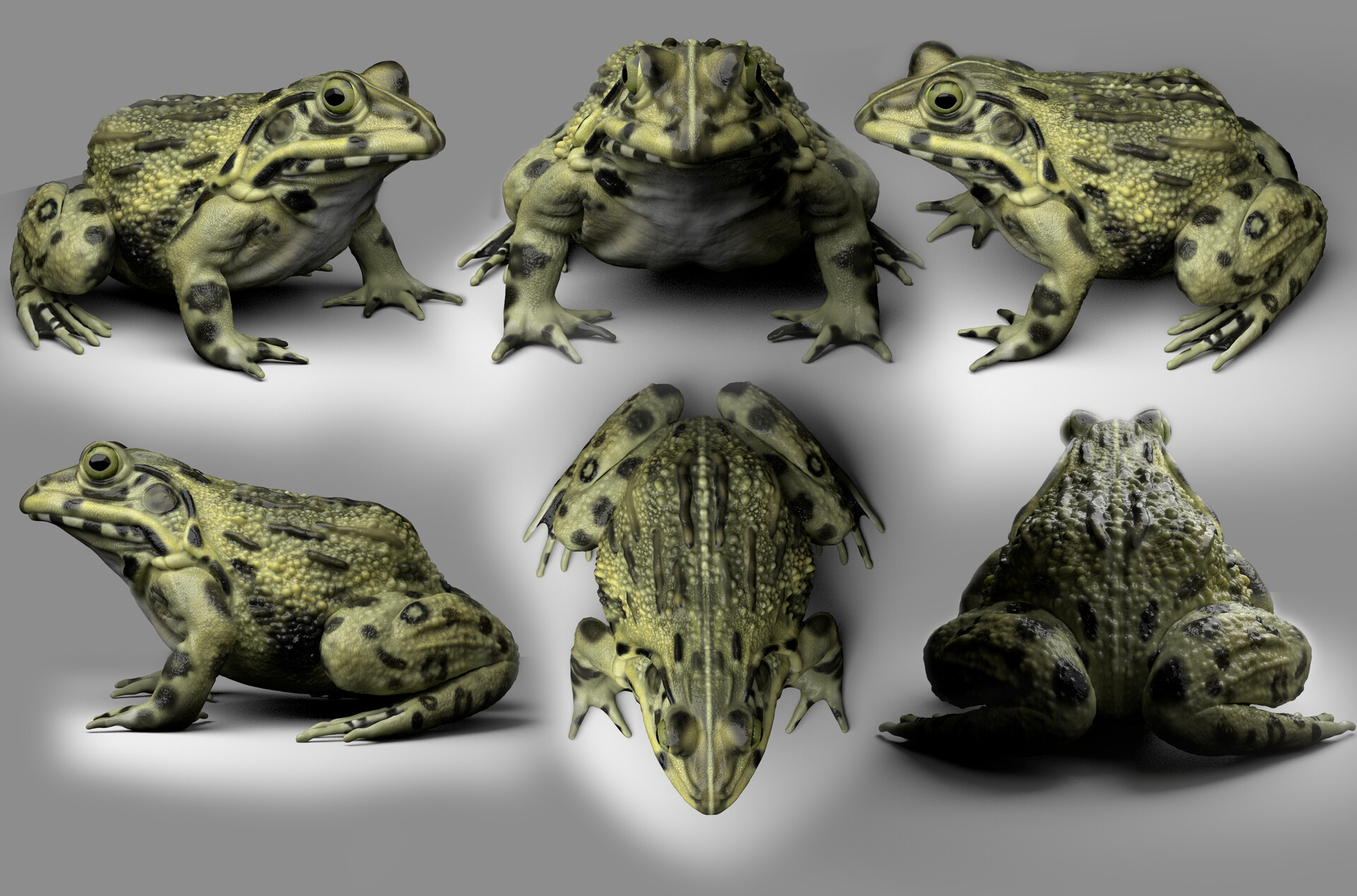 ArtStation - Frog model