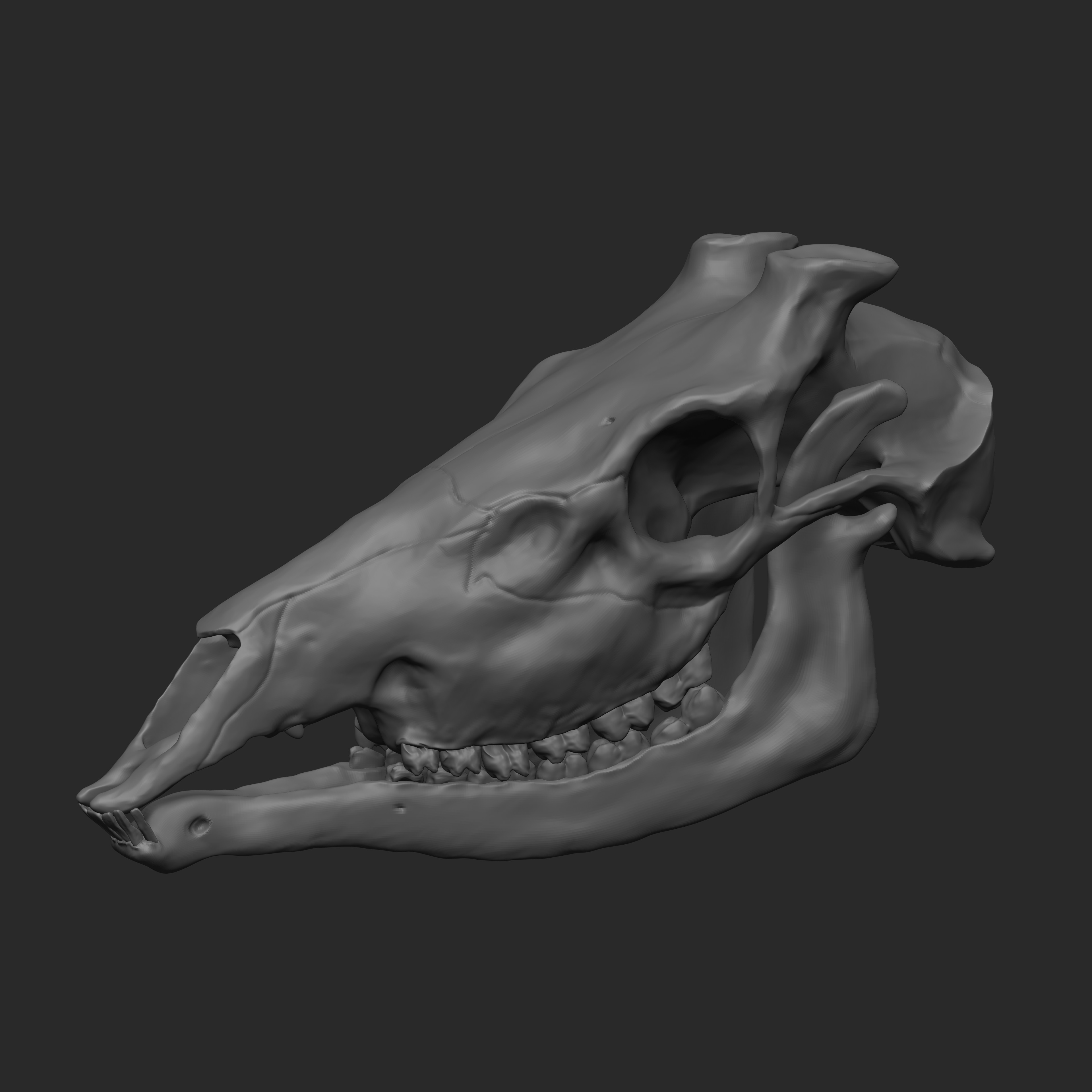 Sebastian Wittig - Elk Anatomy Study