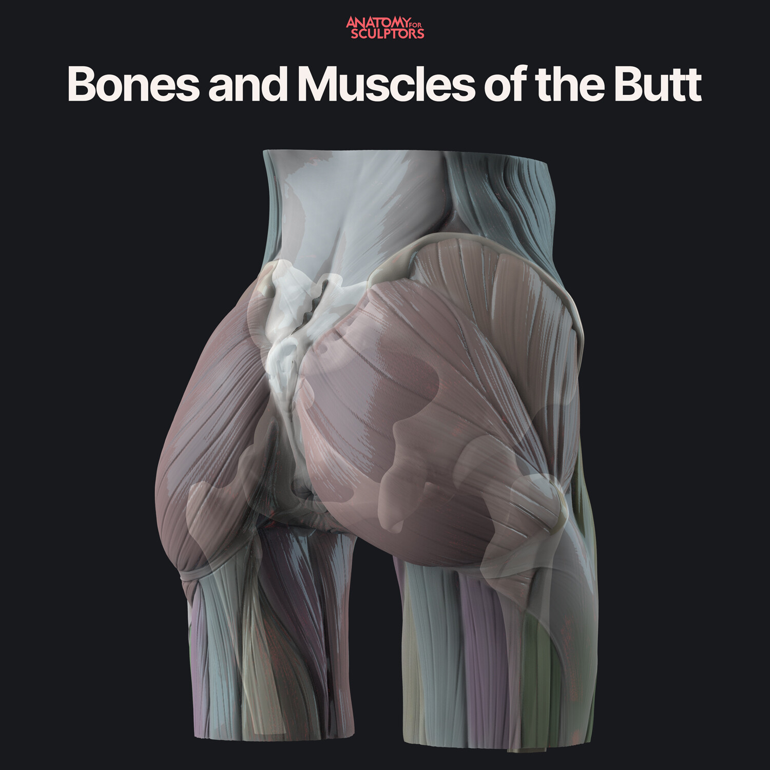Anatomy For Sculptors - Bones and Muscles of the Butt