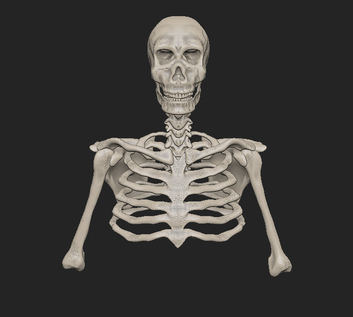 Vahlerie Malaborza - Skeleton Bust (School Project) - Base Zbrush Material