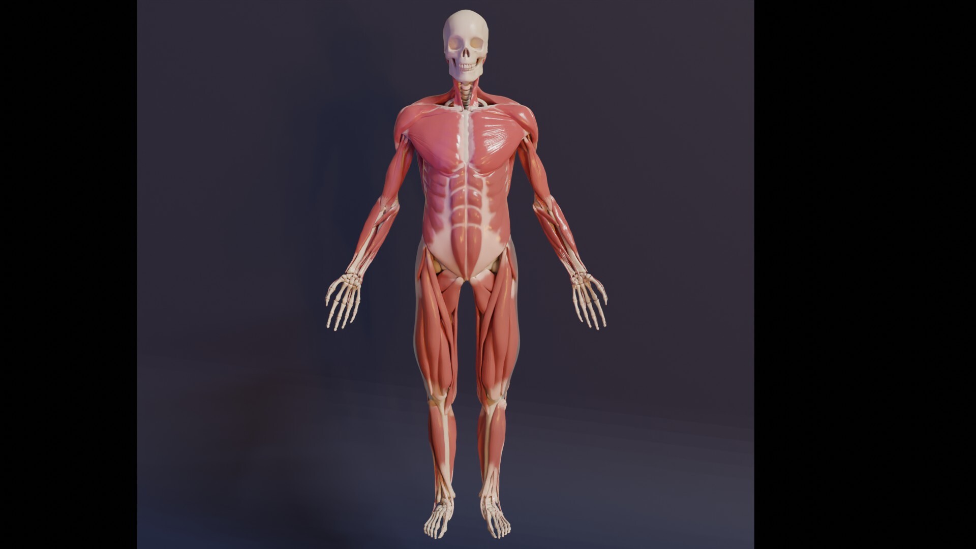 ArtStation - 3D Anatomy Male muscles, écorché