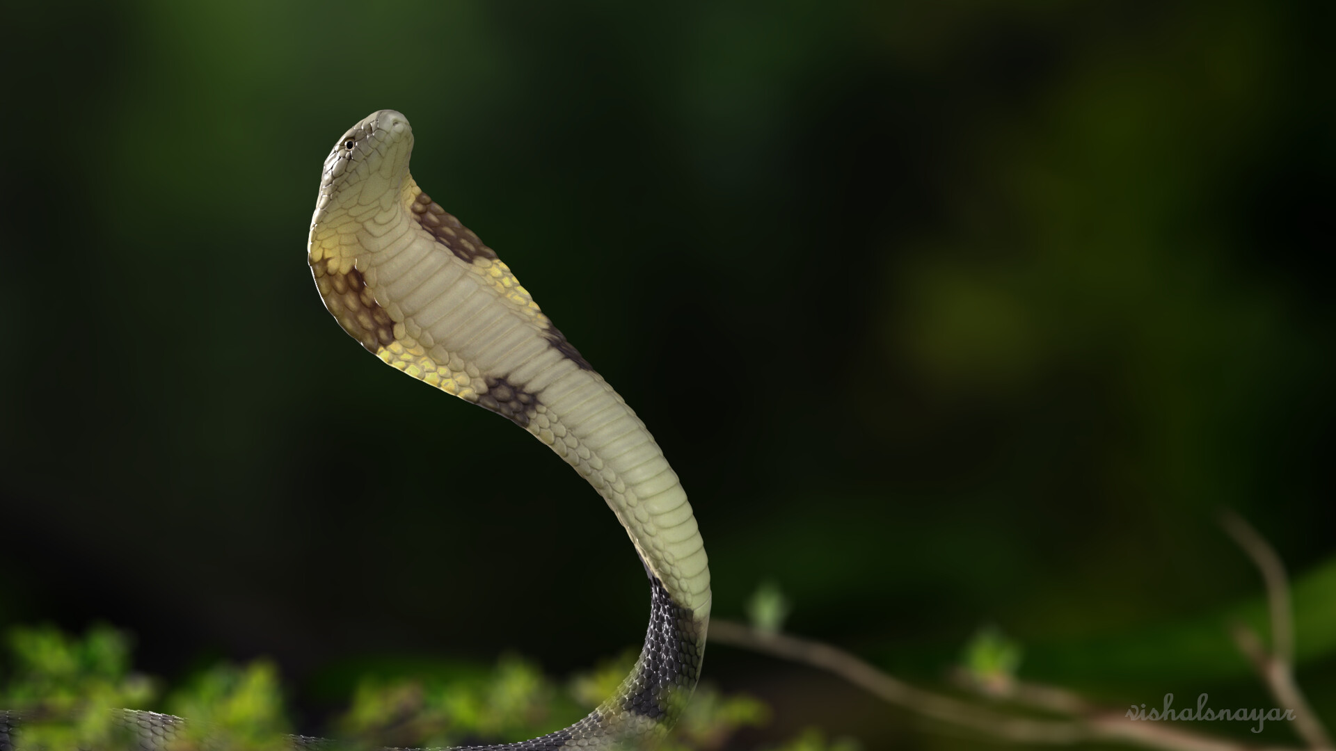 ArtStation - Baby King Cobra