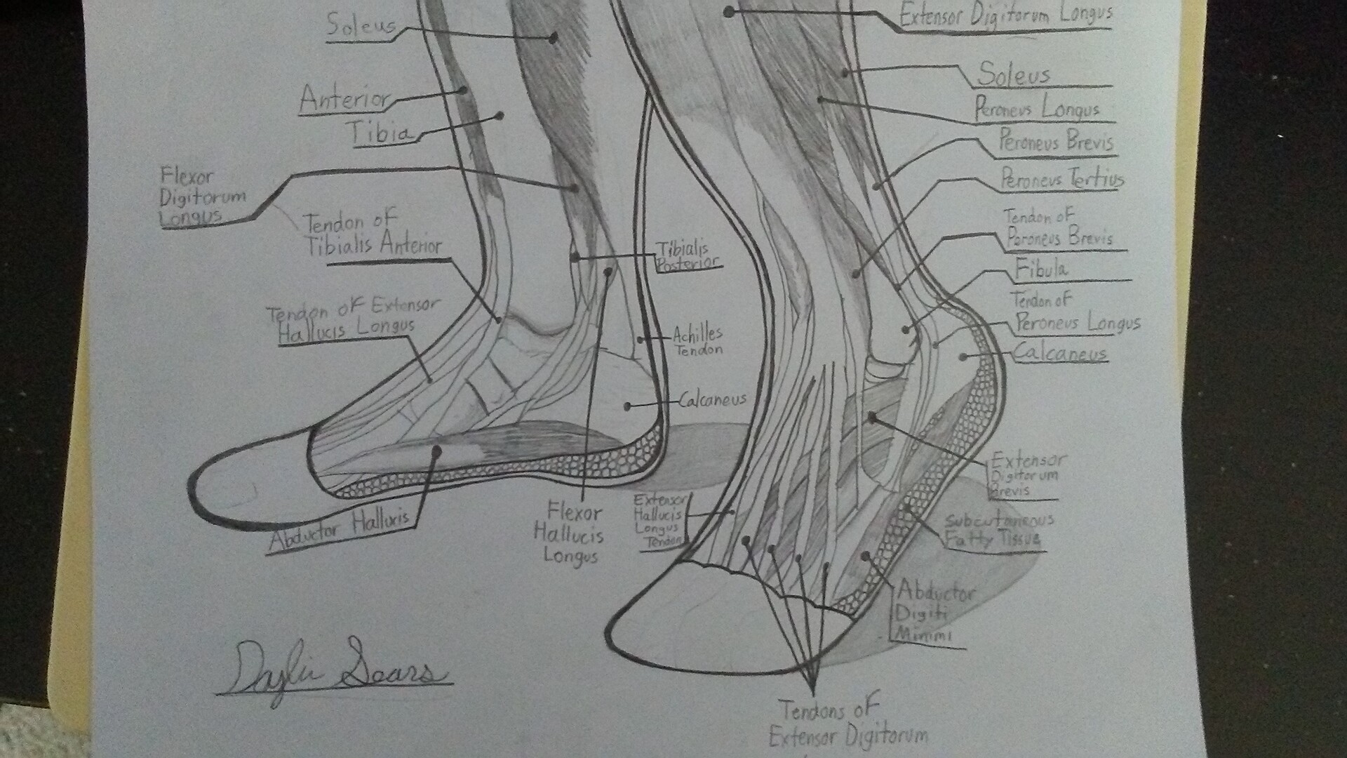 Daylin Sears (aDay) - Anatomy Study