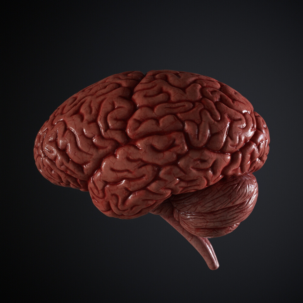 ArtStation - Human Brain