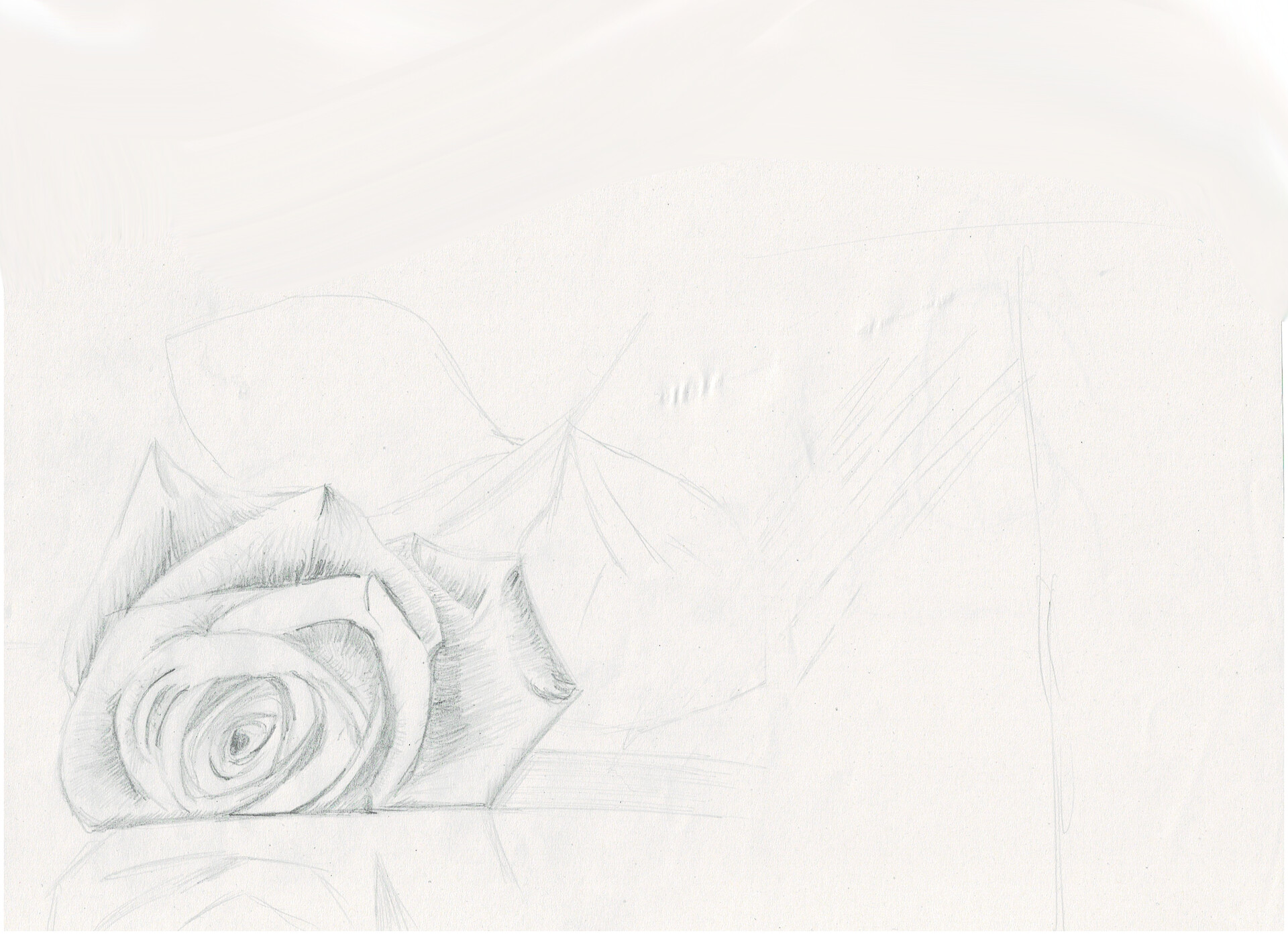 ArtStation - Rose Sketch