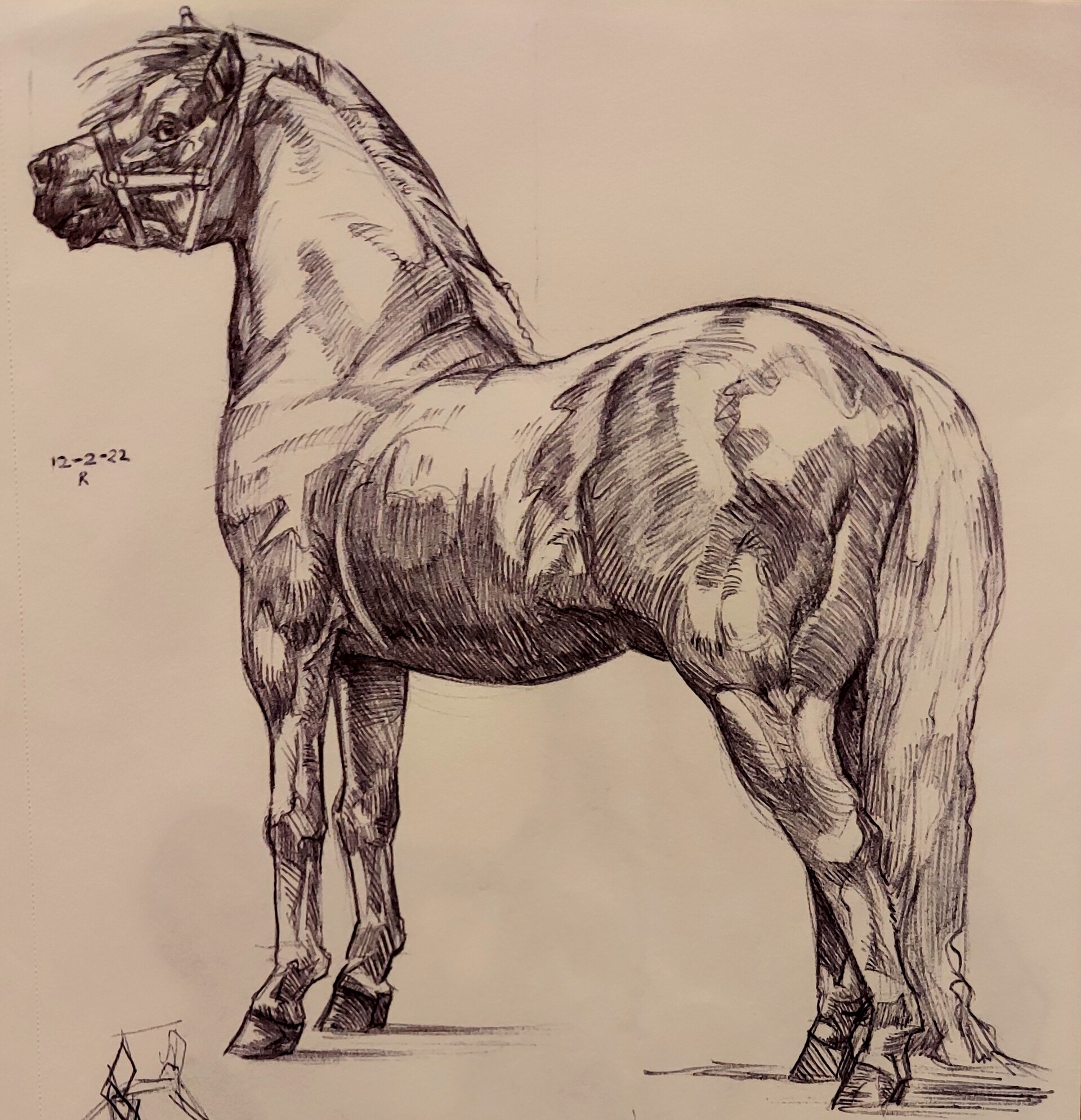 how to draw a shetland pony step by step
