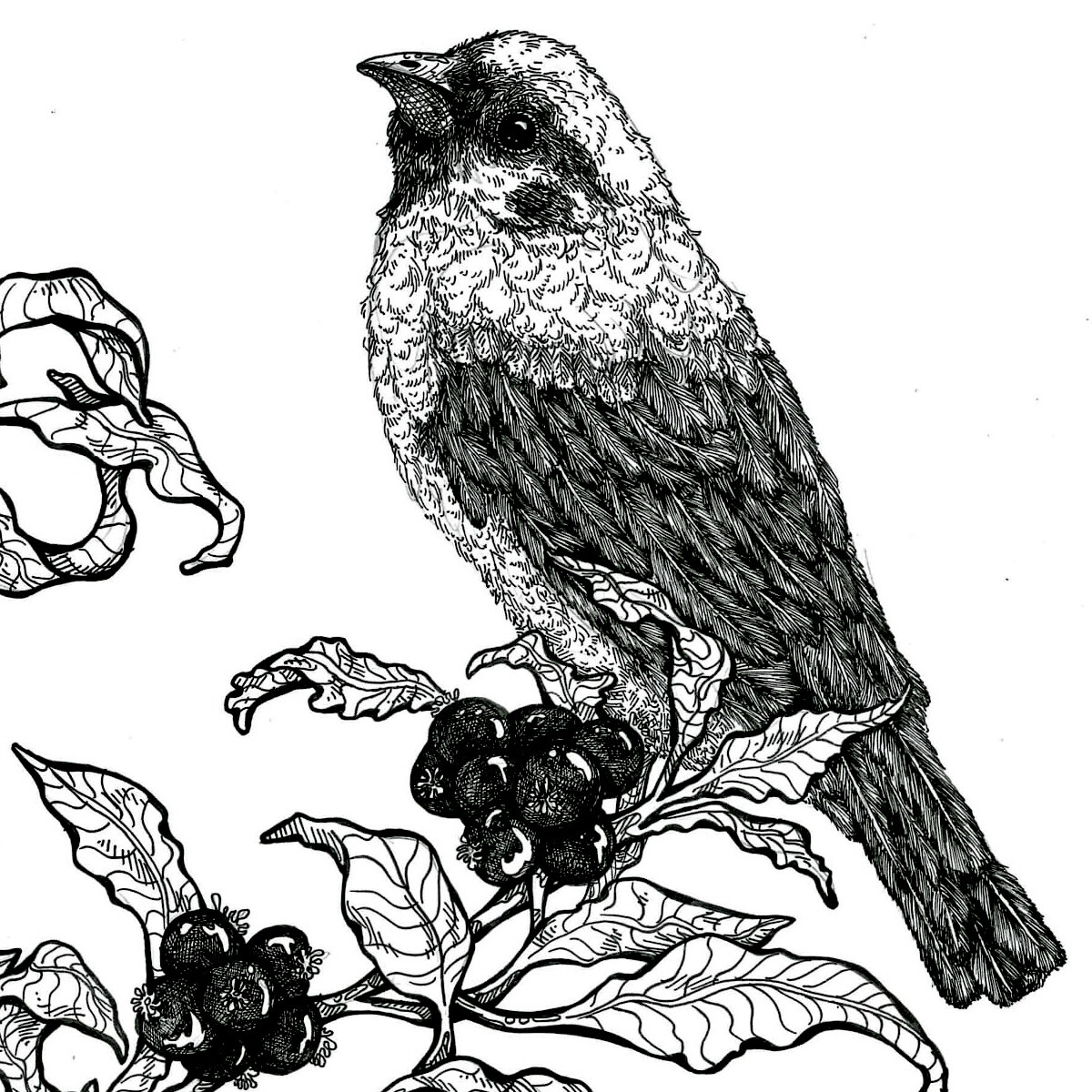 ArtStation - The Bird Cut I