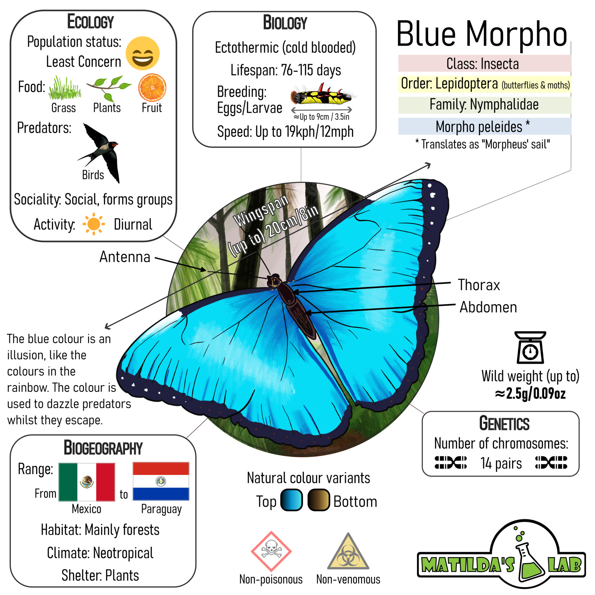 ArtStation - Blue Morpho