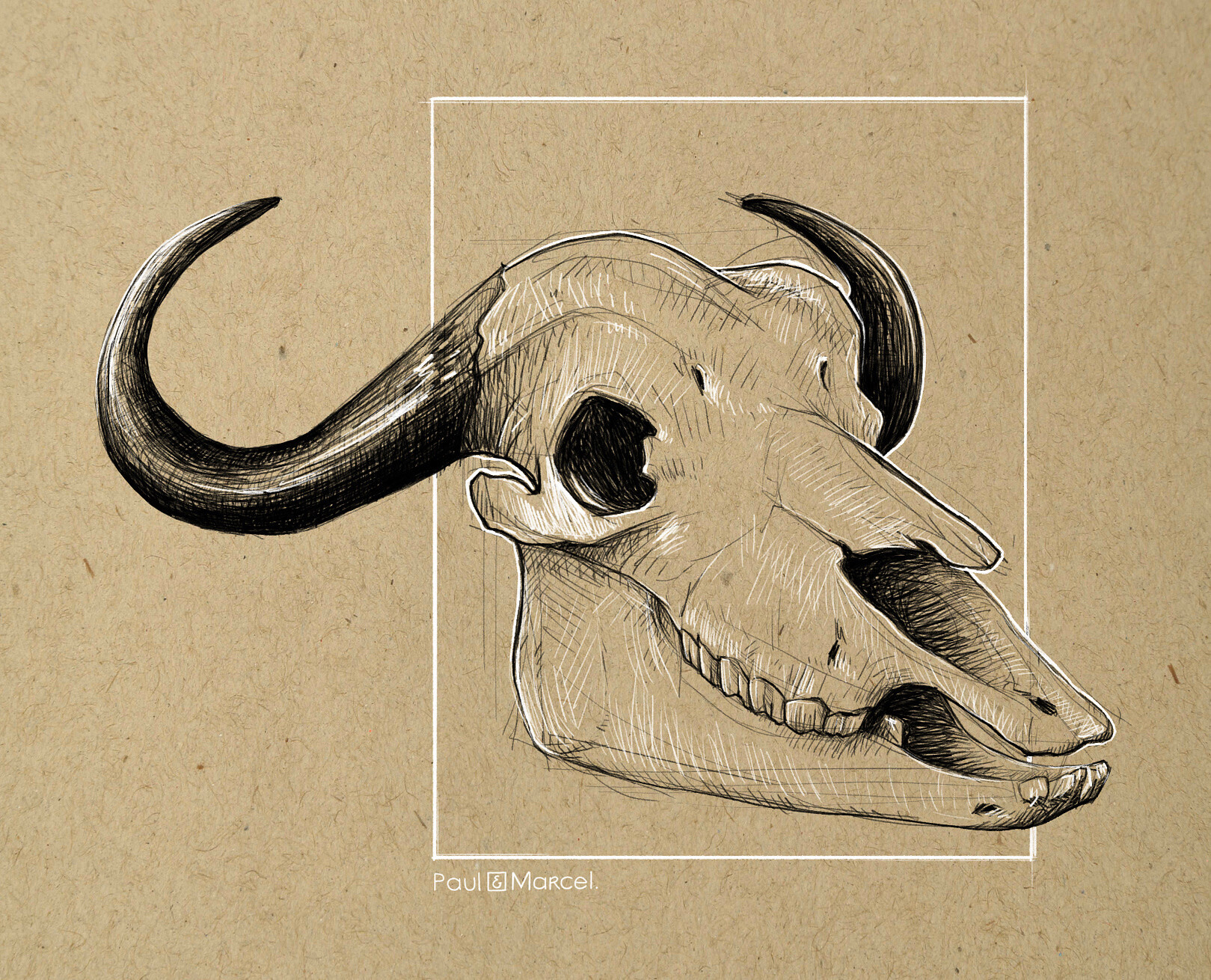 how to draw a buffalo skull