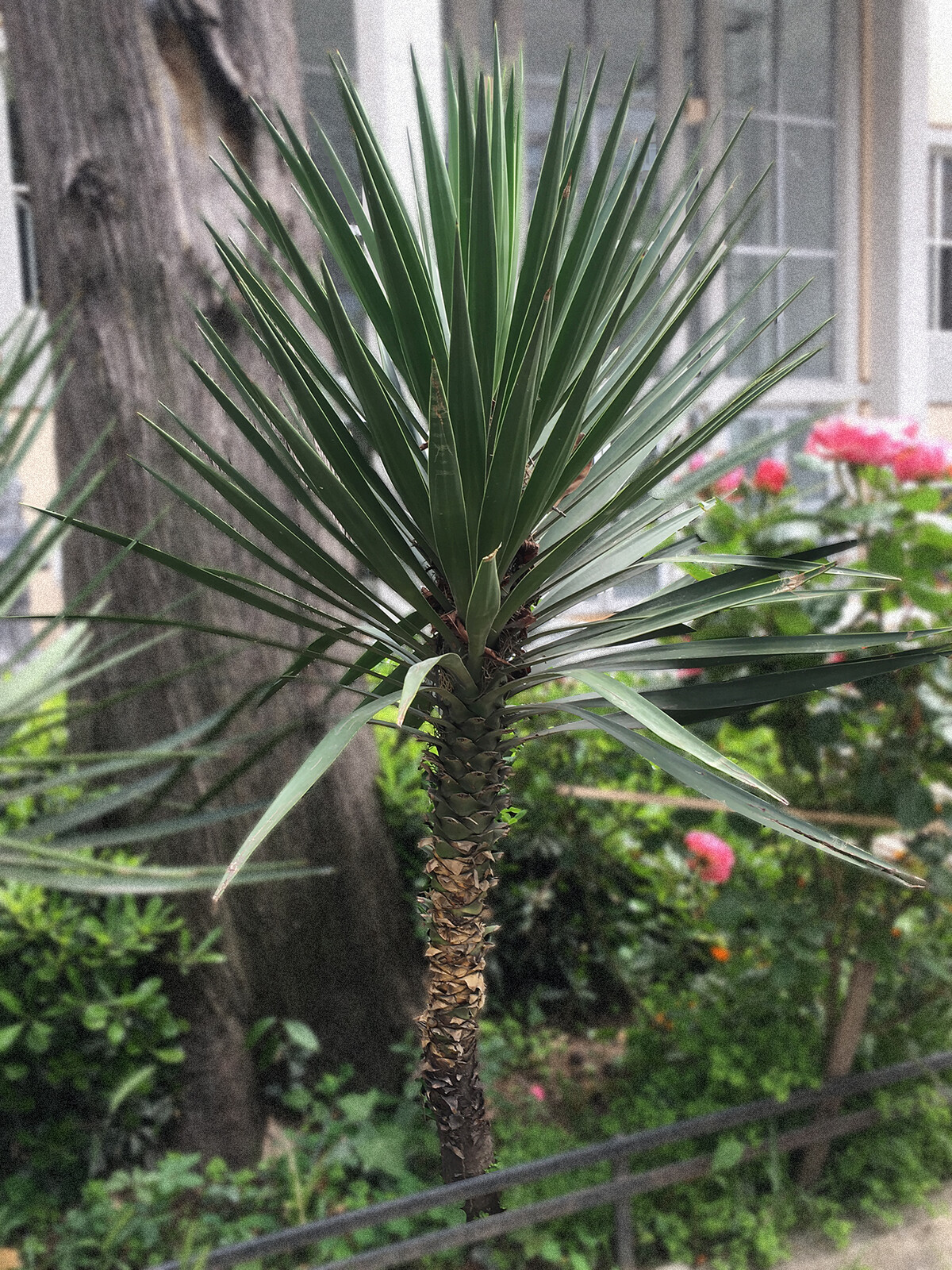 Deniz Torun - Yuca the Dude