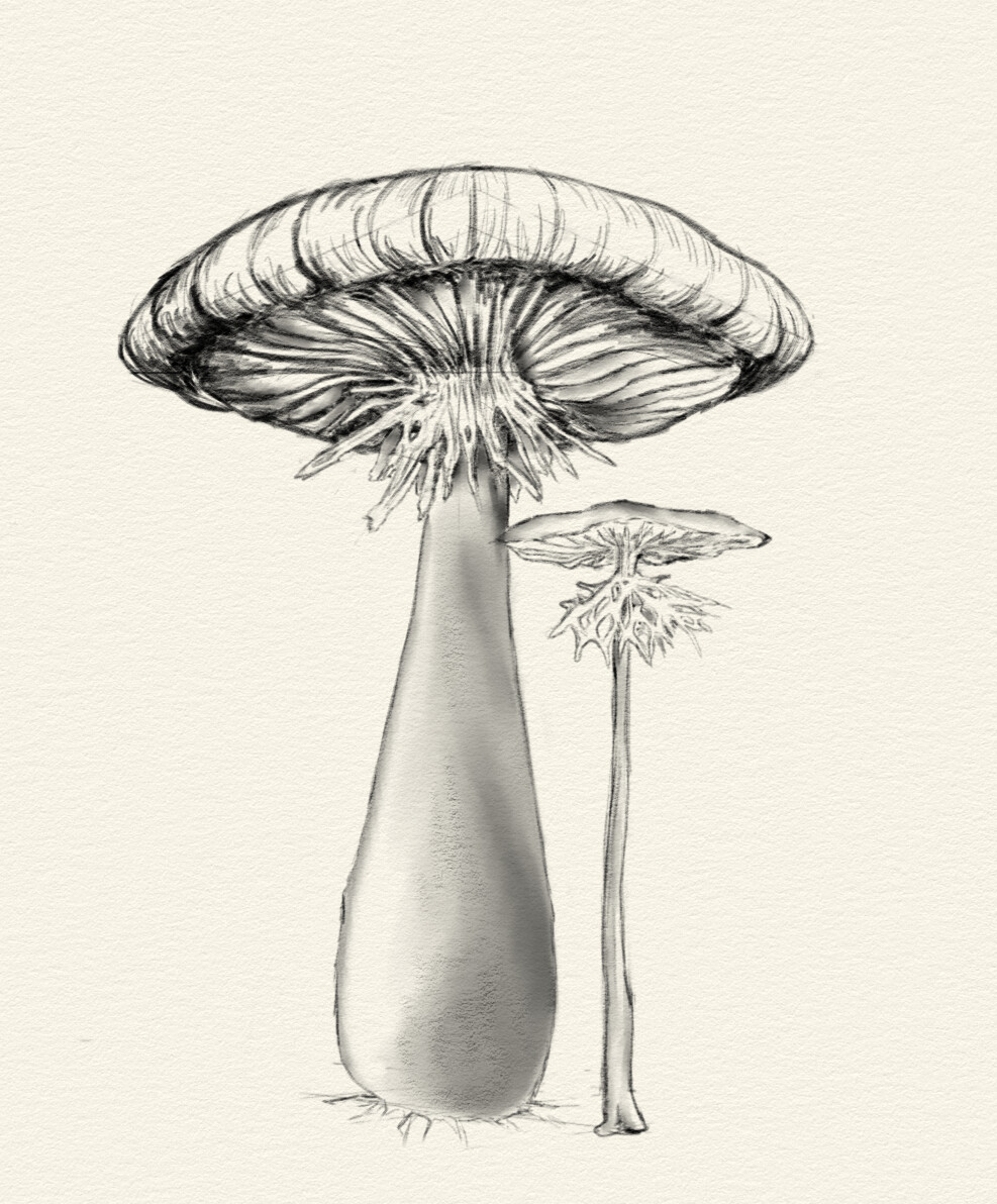 ArtStation - Realistic Mushrooms