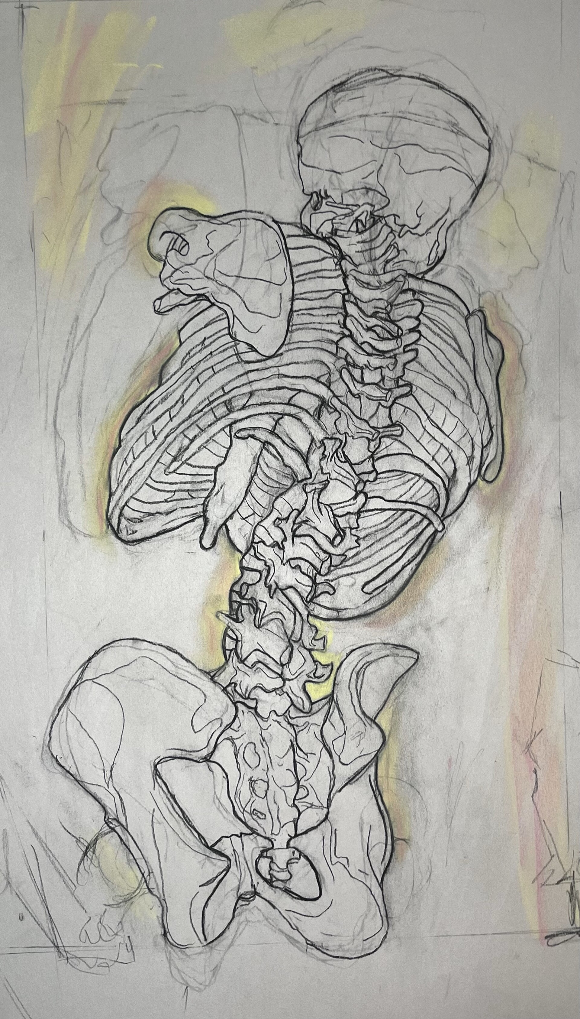 ArtStation - Skeleton Anatomy Study