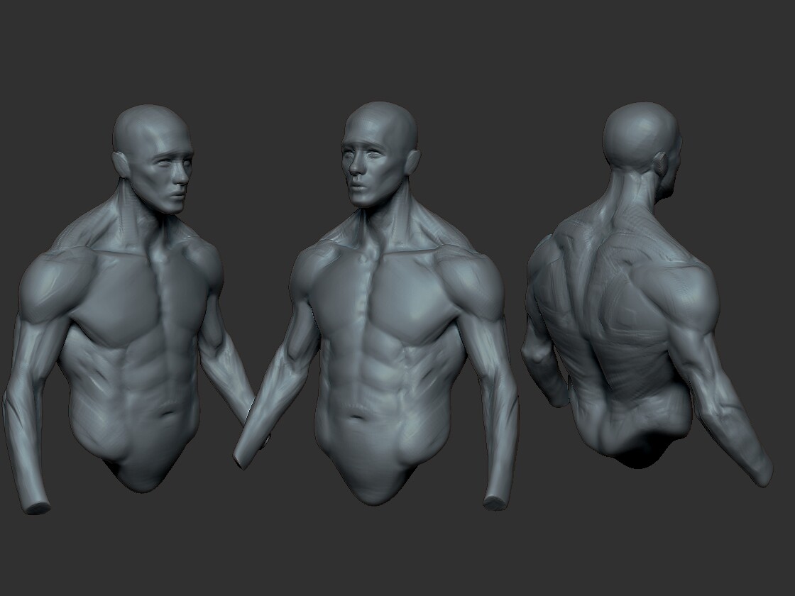 dotsource 3d - Male Anatomy