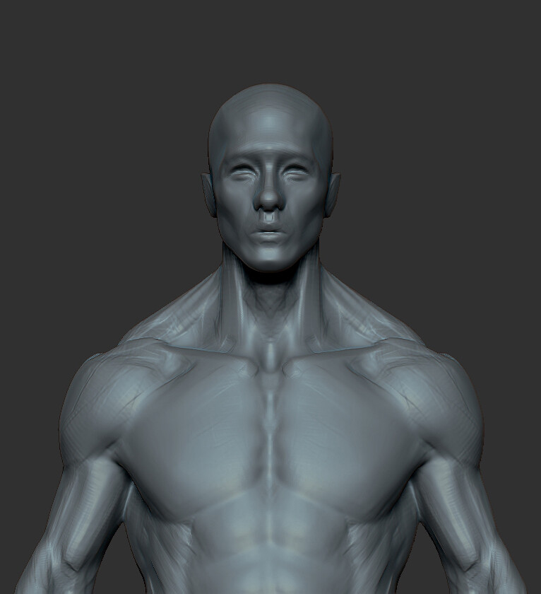 dotsource 3d - Male Anatomy