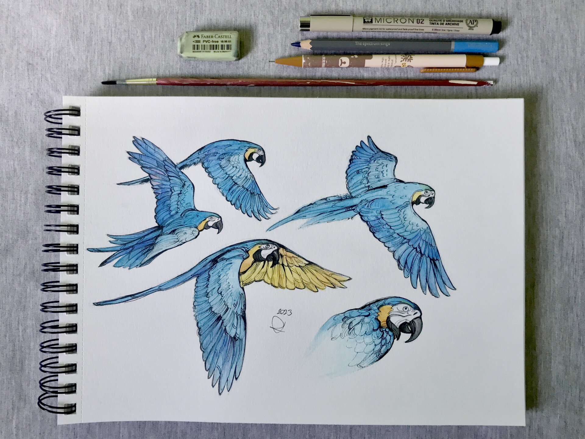 macaw drawing tutorial
