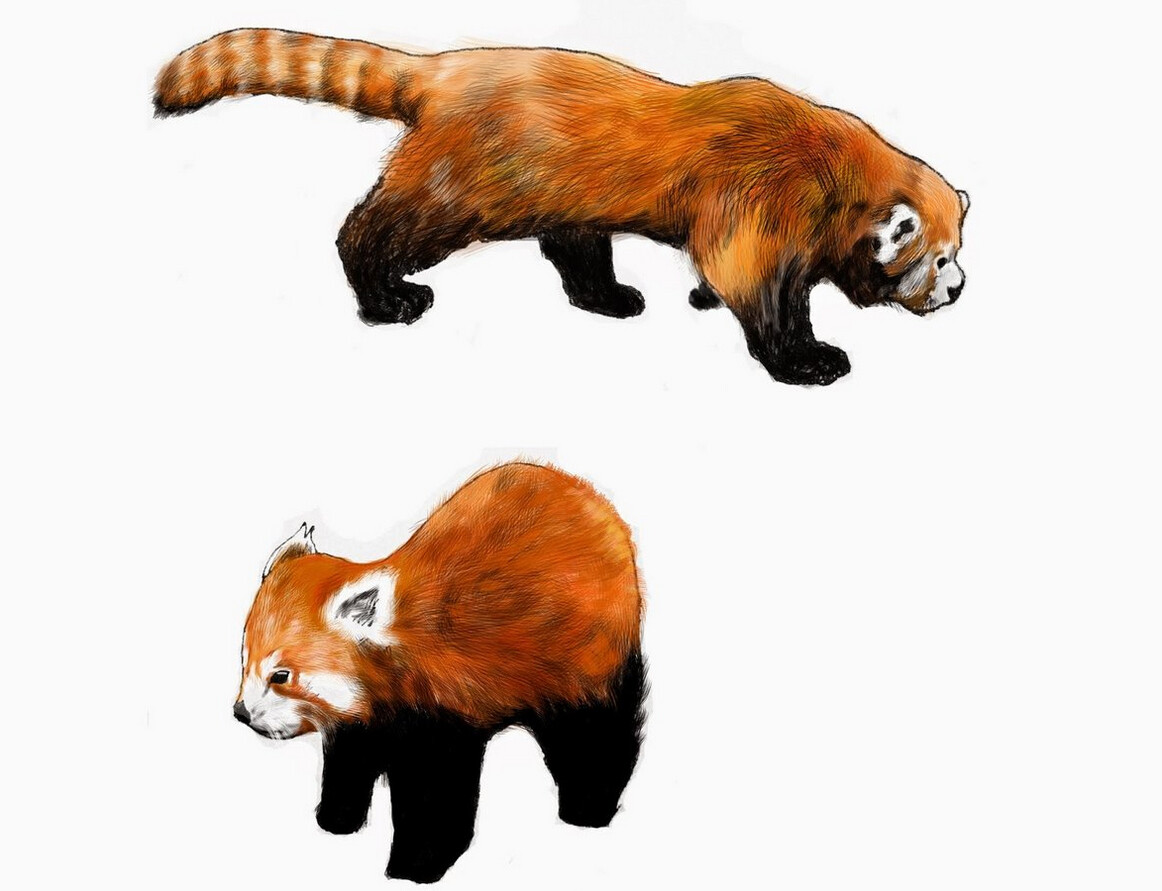ArtStation - Red Panda