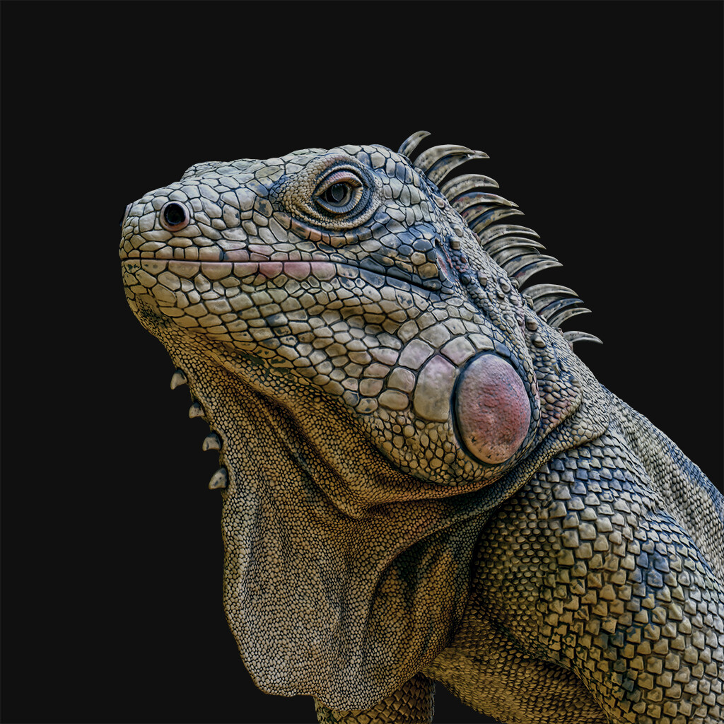 ArtStation - Iguana