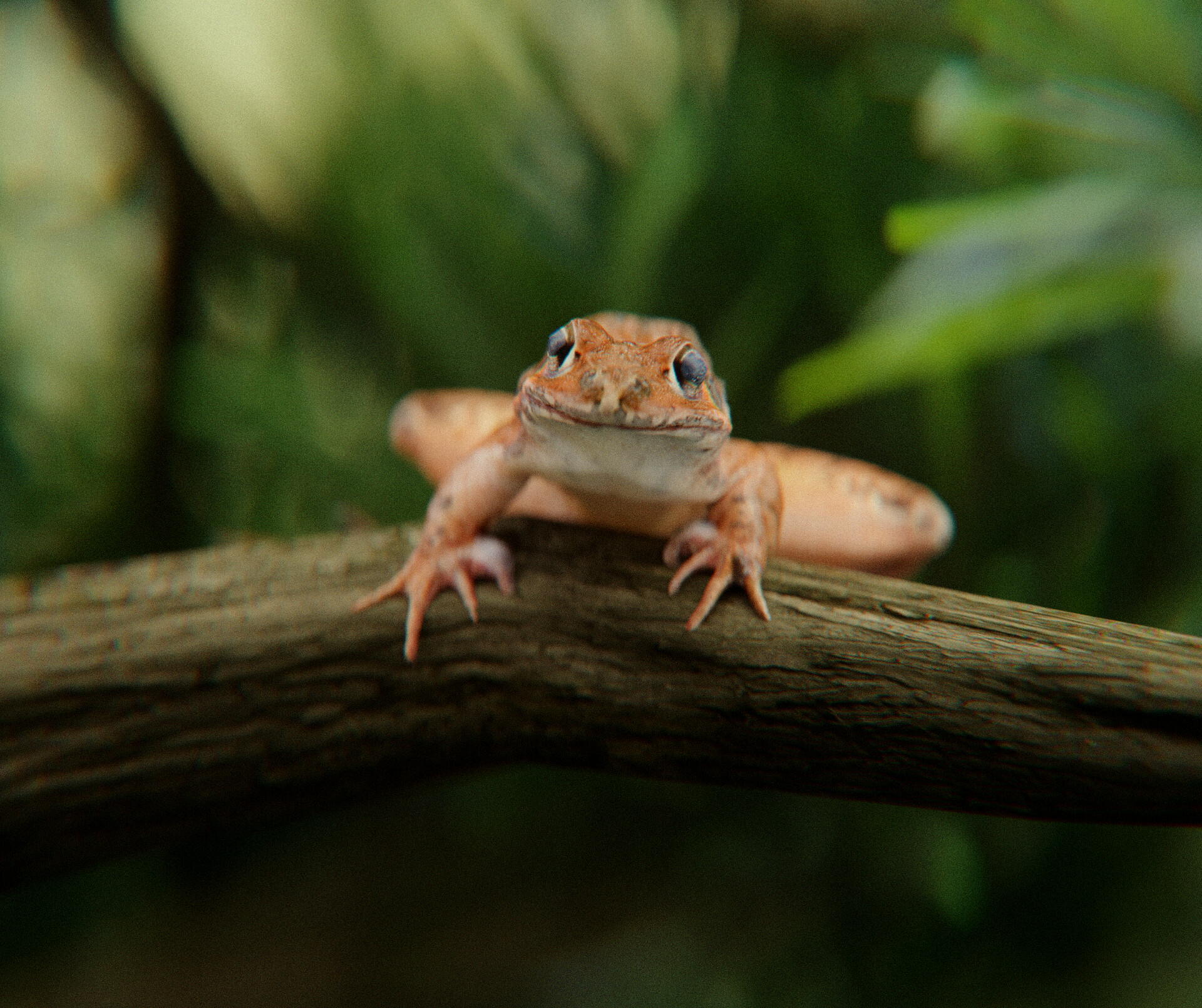 ArtStation - Frog Blender