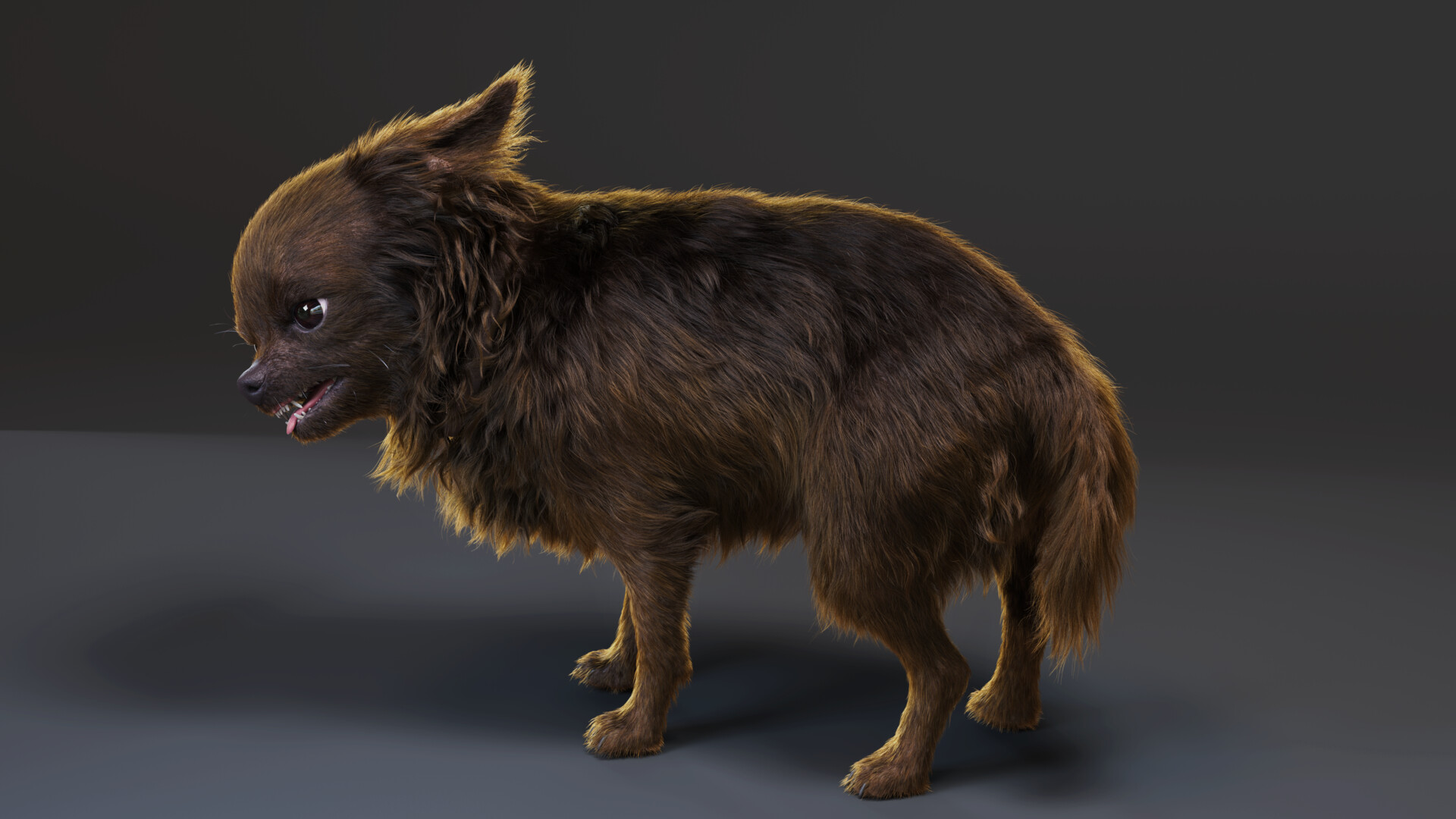 Anthony Pasynkov - Chihuahua | Psina Sutulaya