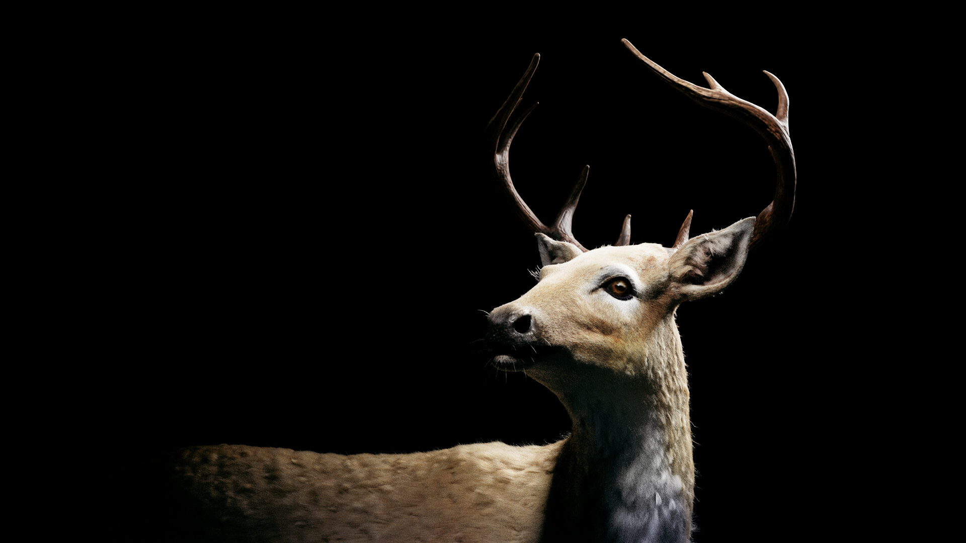 ArtStation - Deer Grooming