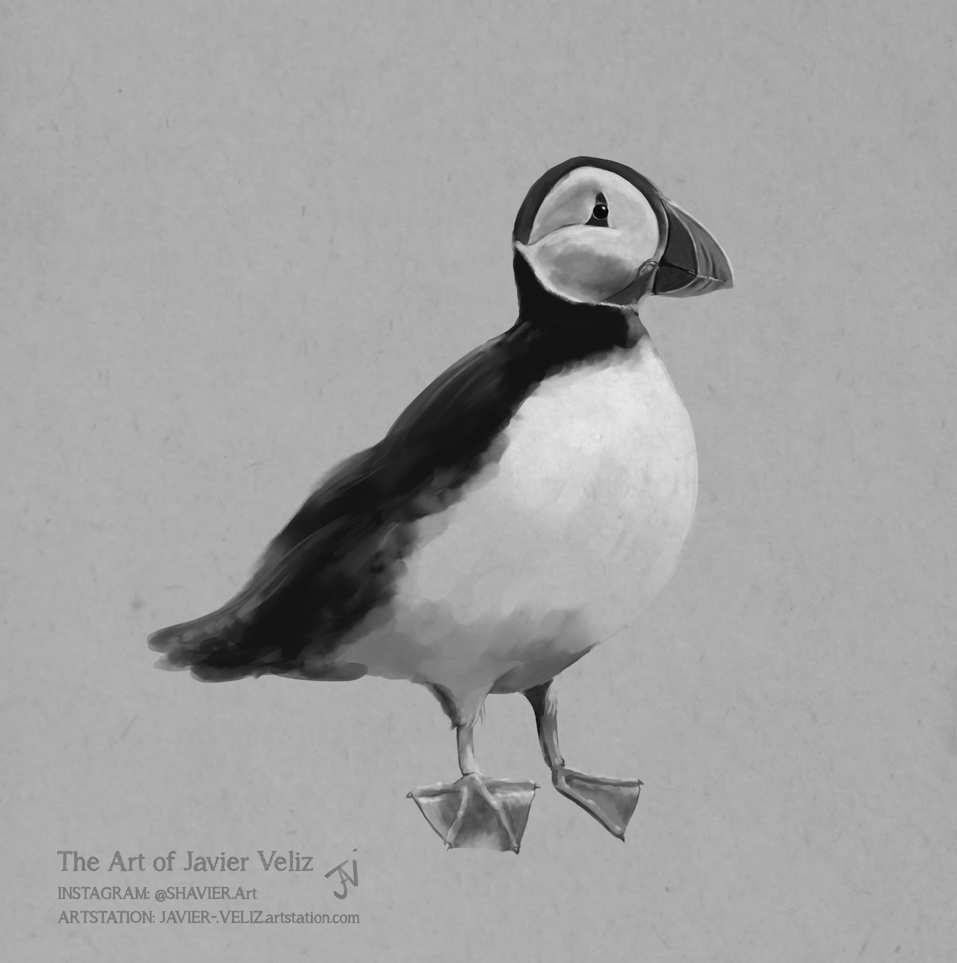 ArtStation - Scottish Bird