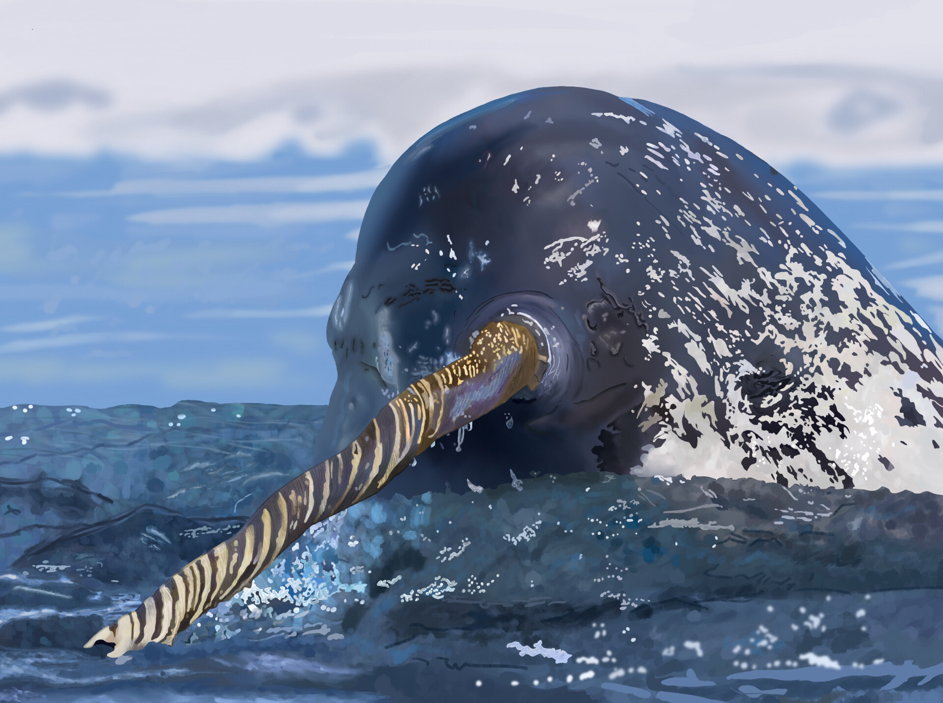 ArtStation - Narwhal