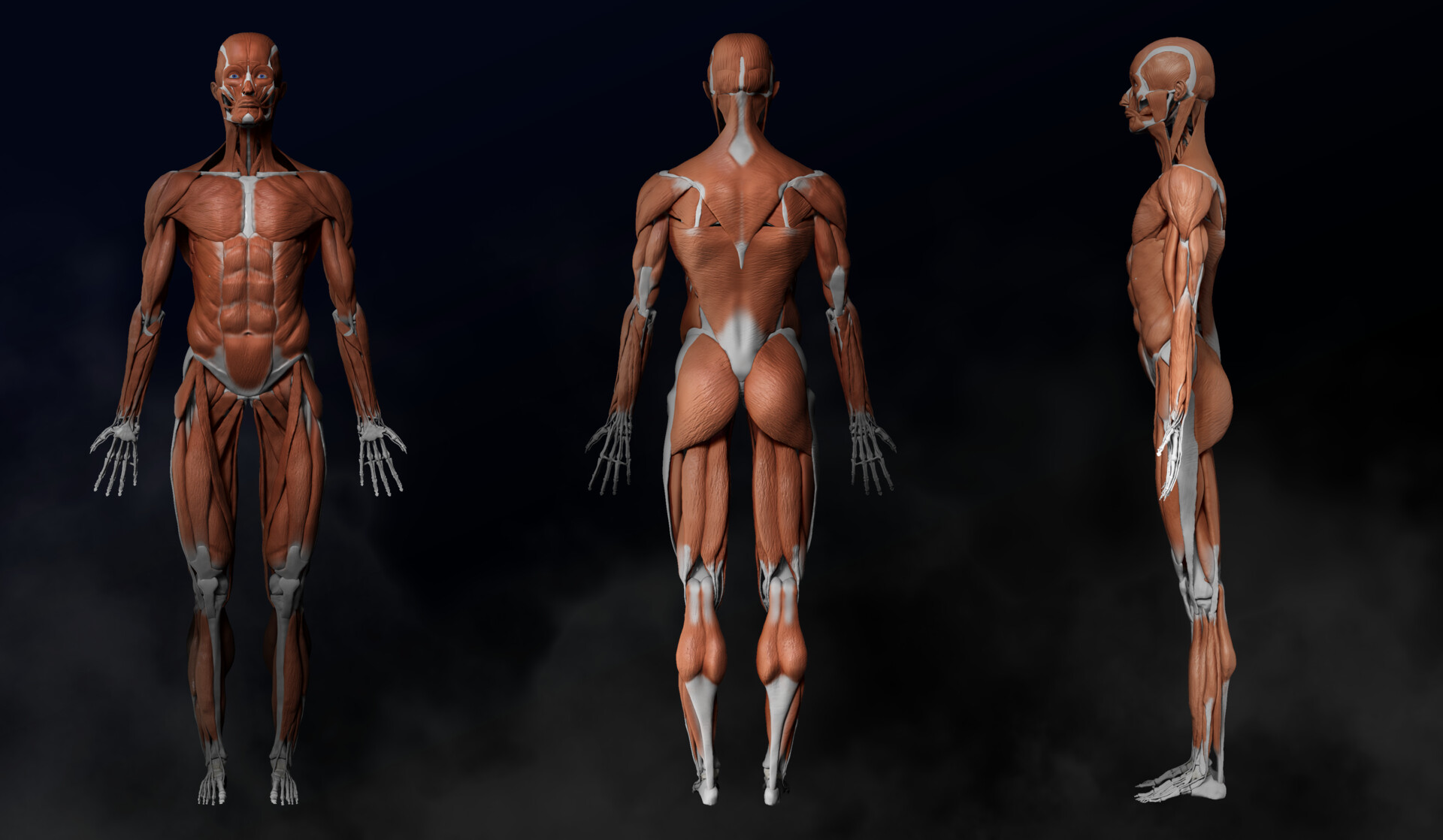 ArtStation - Human Body