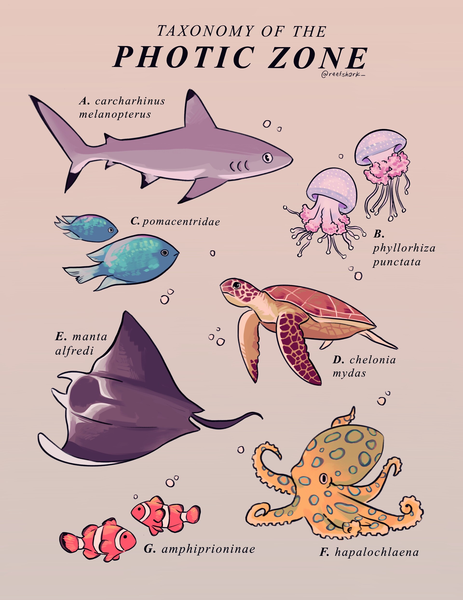 Photic Zone Food Web