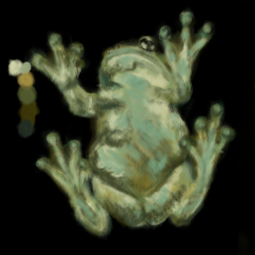 ArtStation - Froggy Study