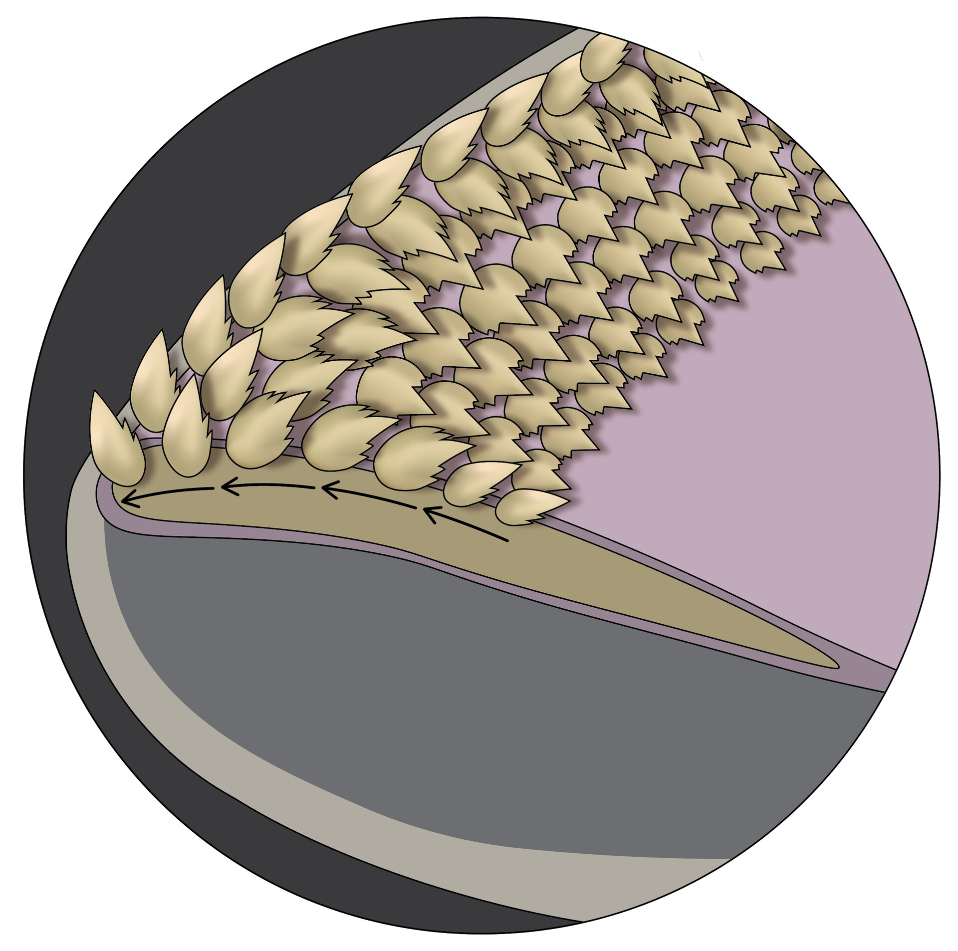 ArtStation - Nurse Shark Teeth Regrowth Diagram