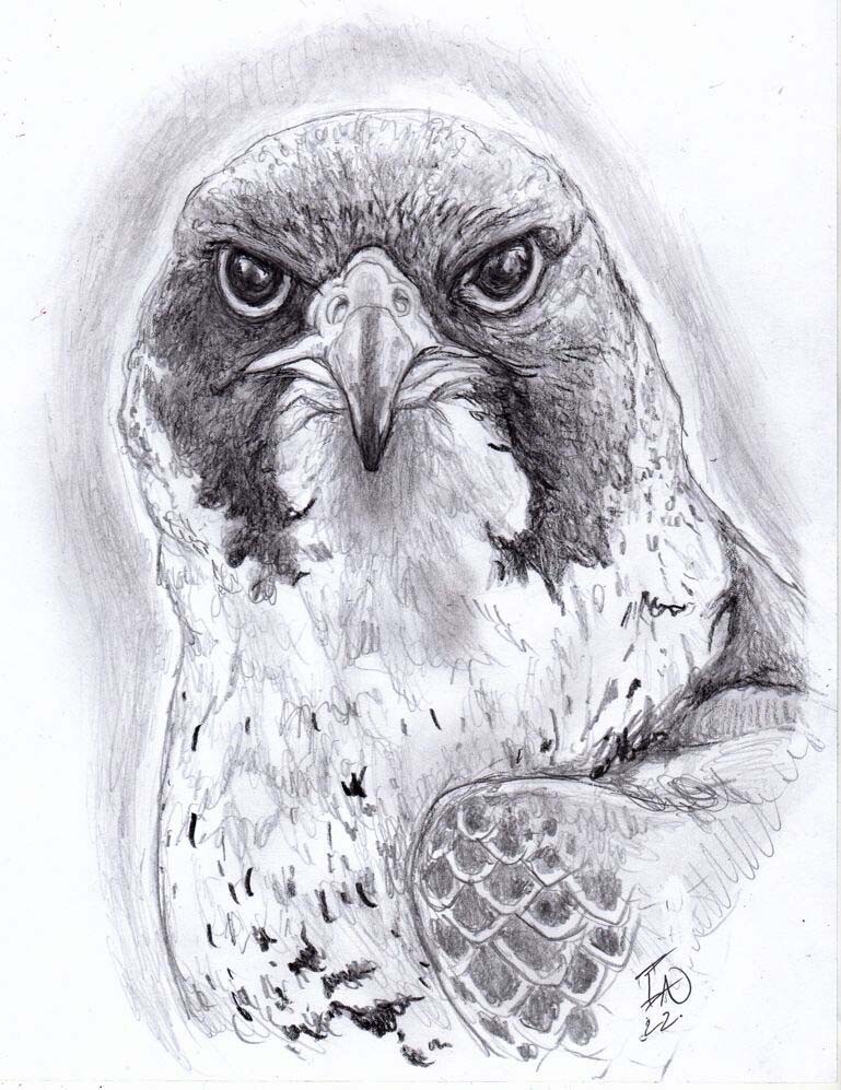 ArtStation - Traditional Falcon Drawing Part 2!