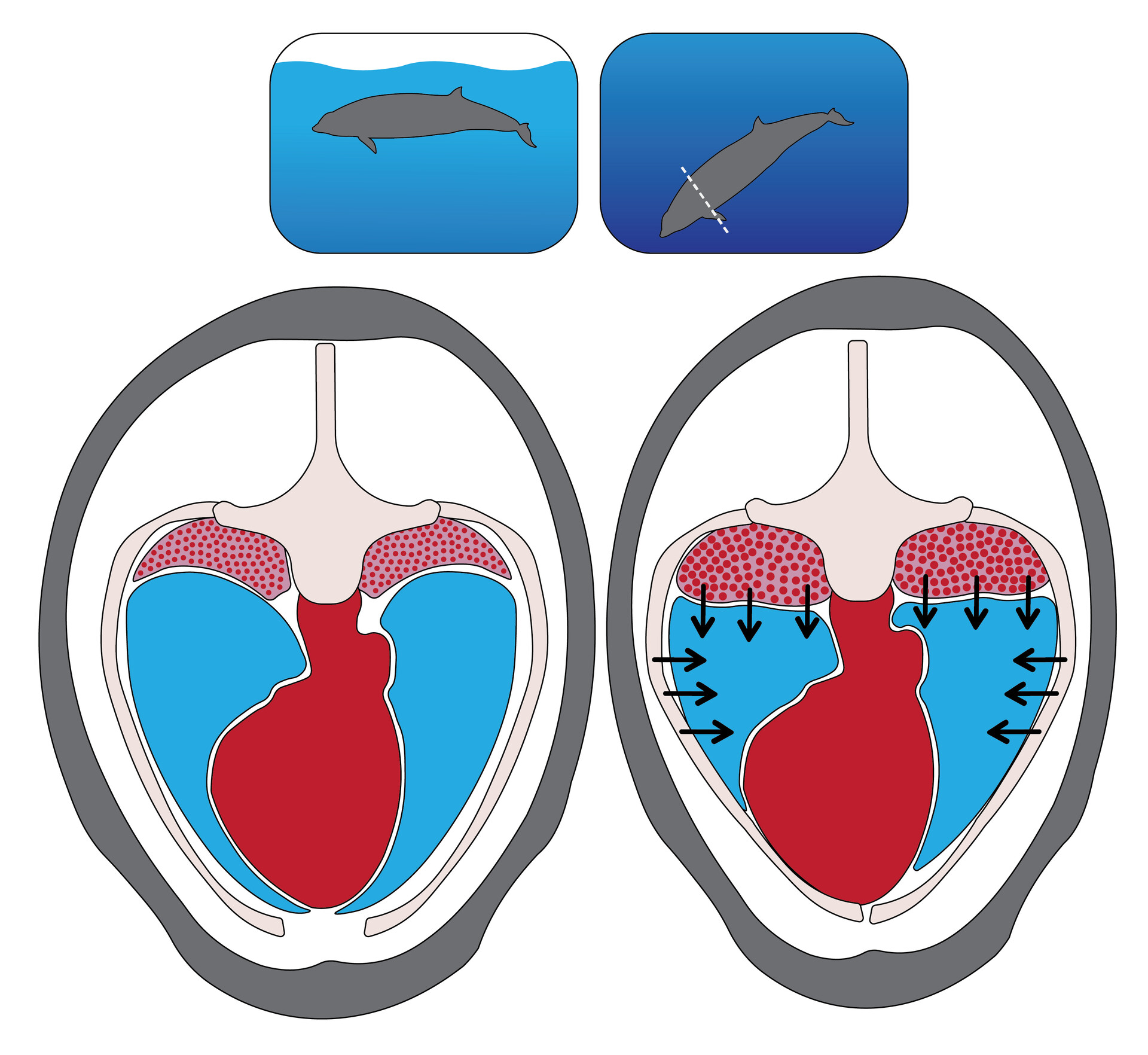 ArtStation - Beaked Whale Diving Diagram
