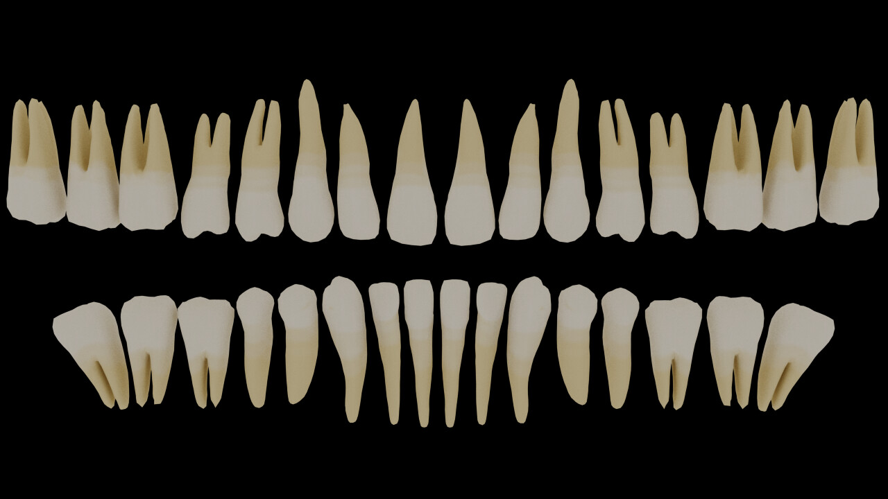 ArtStation - Human teeth