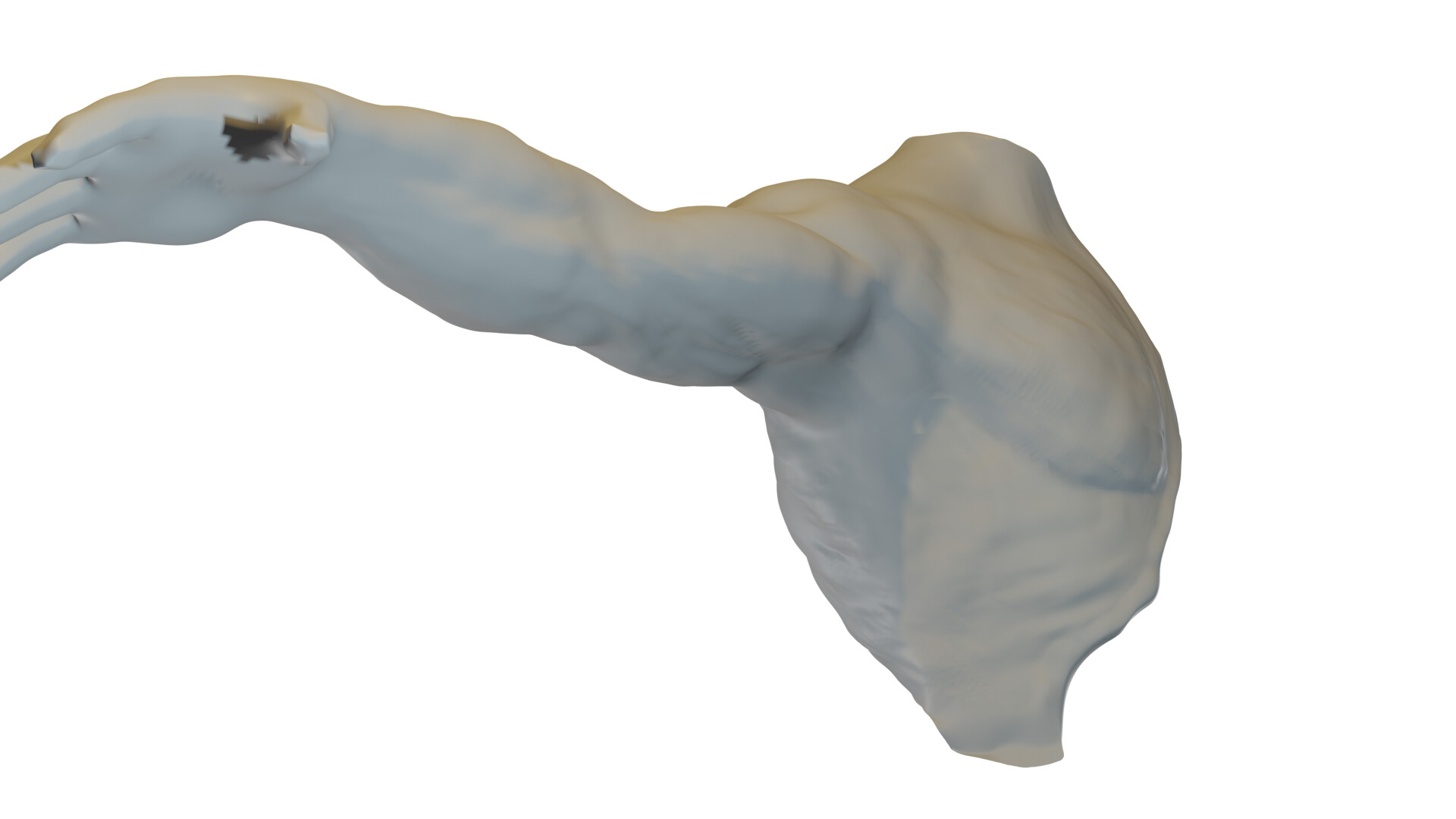 ArtStation - Arm Anatomy Sculpt