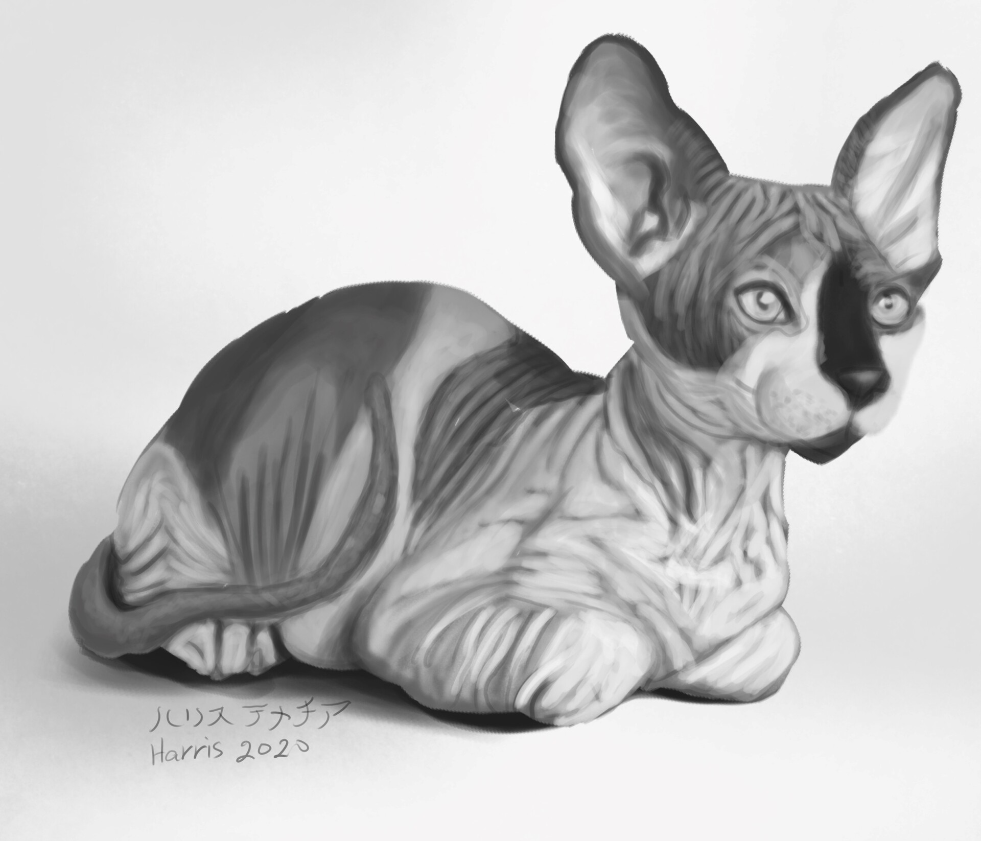ArtStation - Sphinx cat