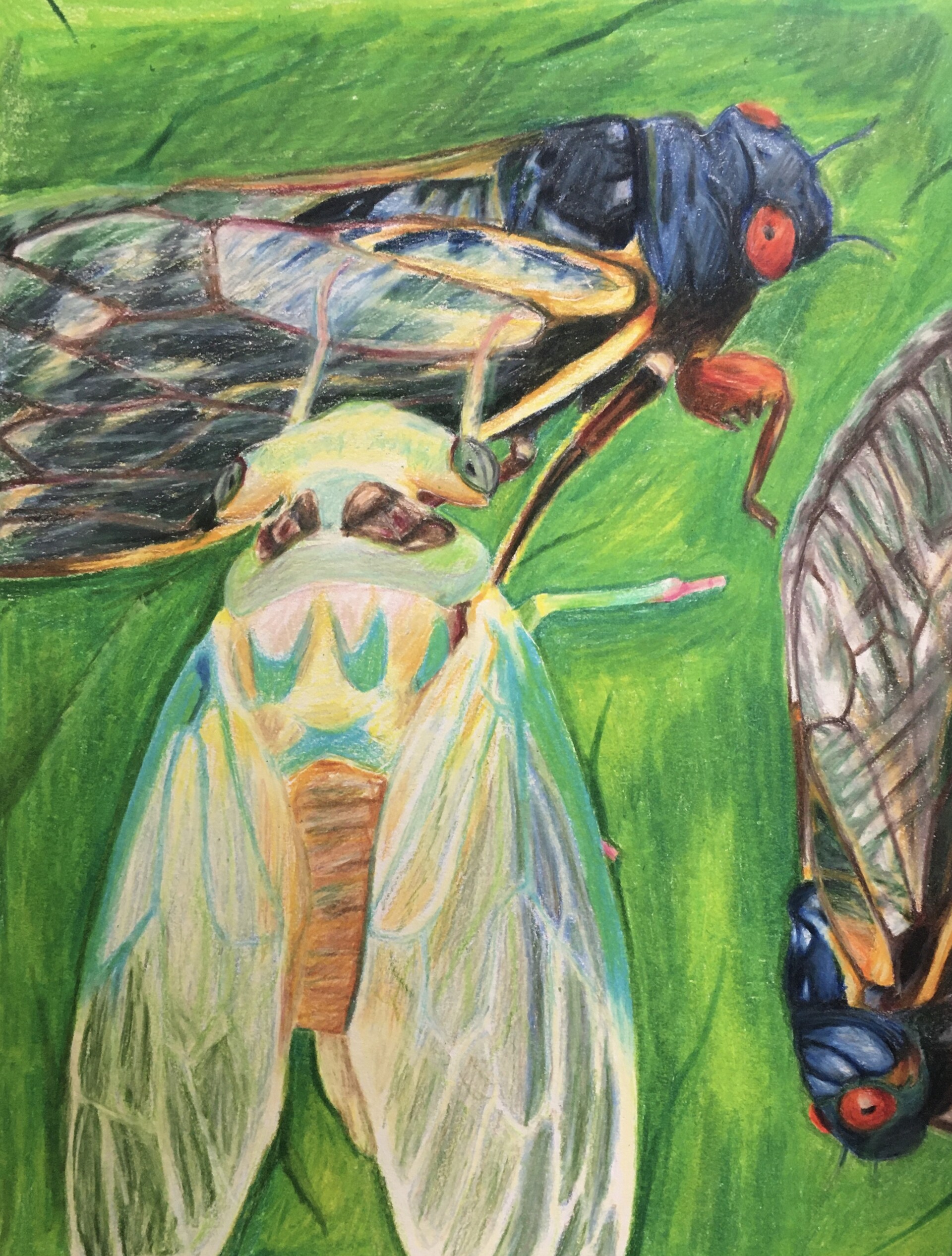 ArtStation - Cicada Colored Pencil Class Assignment