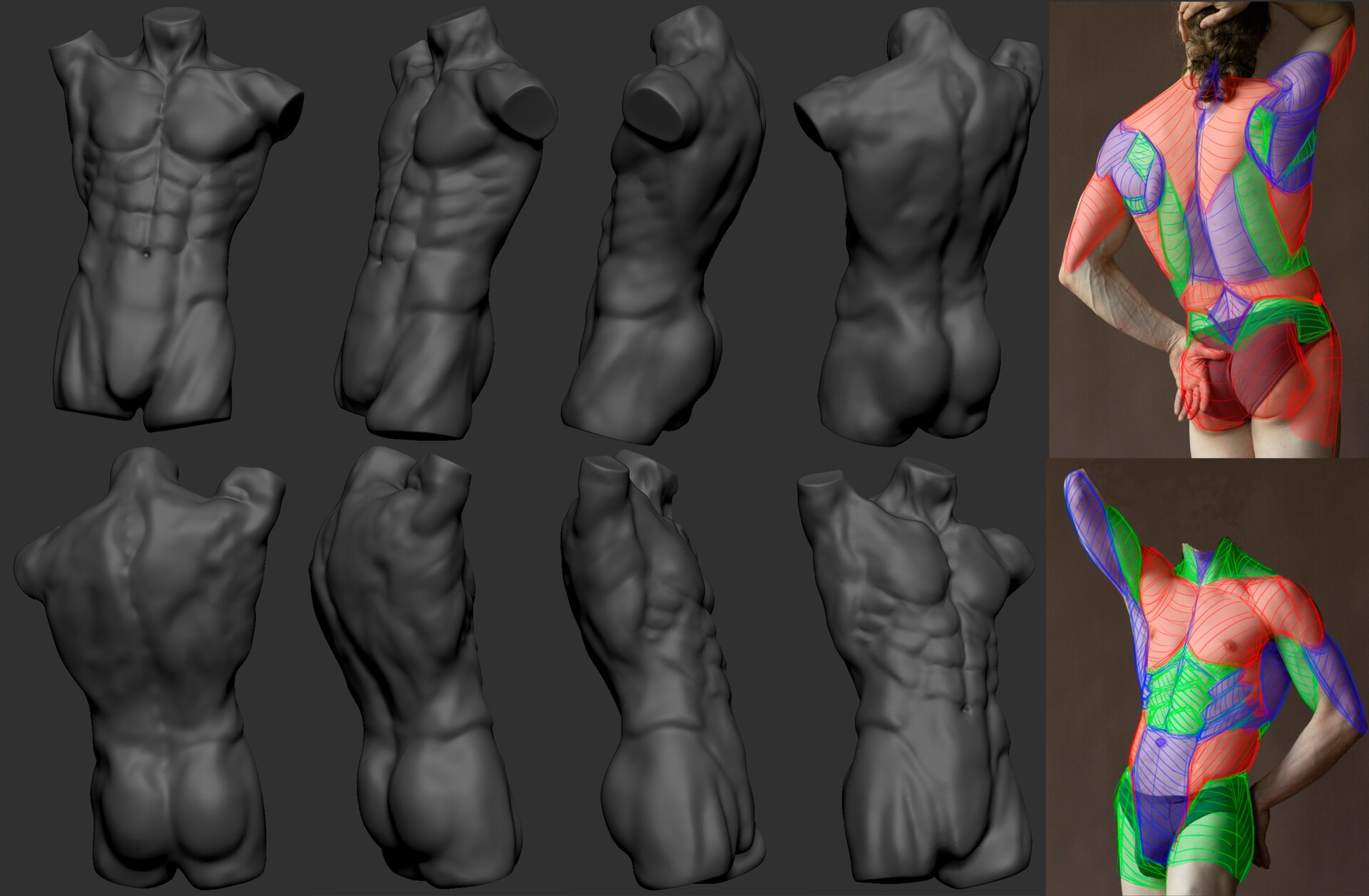 ArtStation - Torso Anatomy - Study