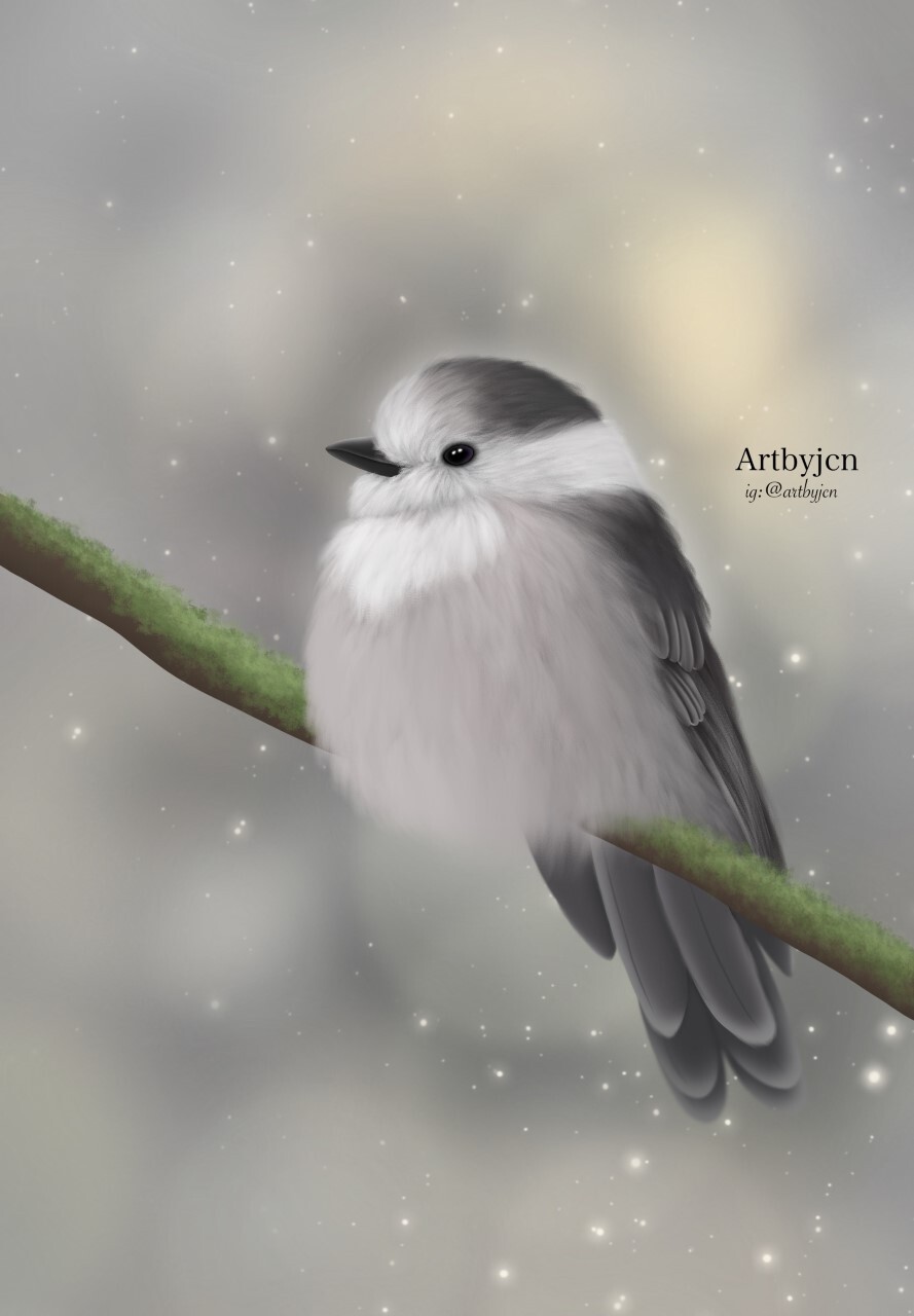 ArtStation - Canada Jay