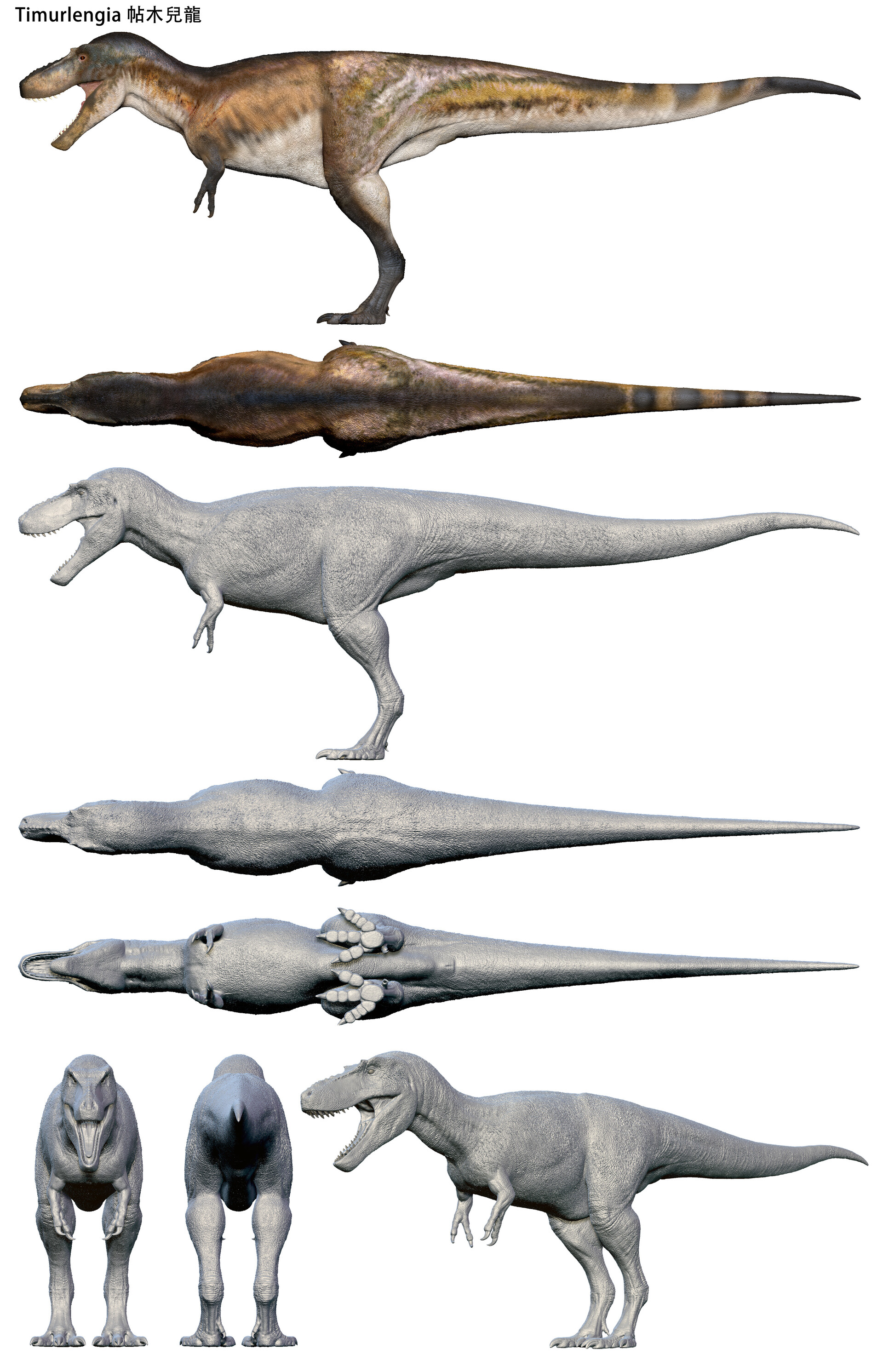 Cheung Chung Tat - Timurlengia euotica