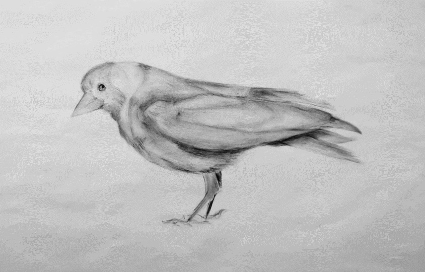 ArtStation - Still Life - Charcoal Jackdaw