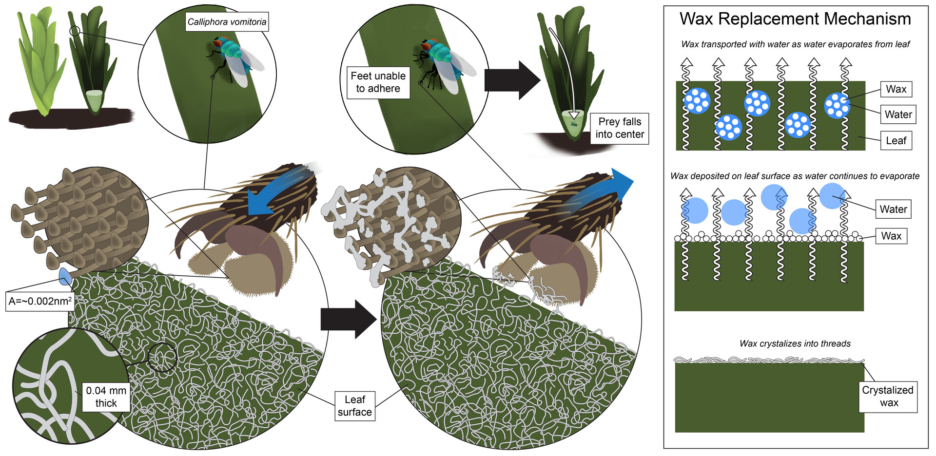 ArtStation - Carnivorous Bromeliad Insect Trapping Mechanism Diagram