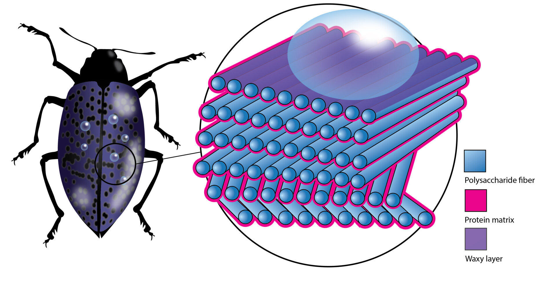 ArtStation - Waterproof Beetle Shell Mechanism and Abtraction Diagrams